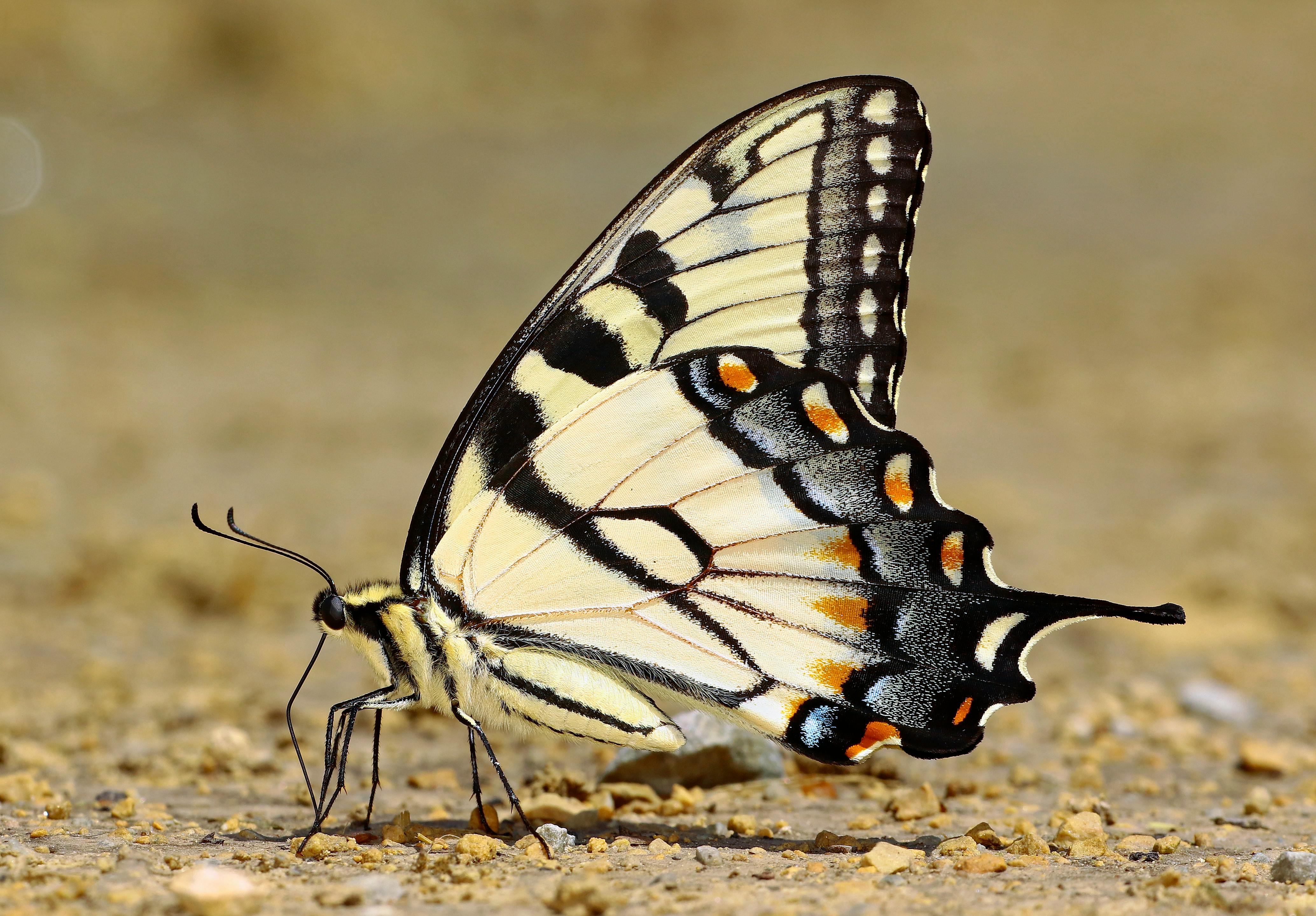 Black And White Swallowtail Monarch Butterfly on the Ground · Free ...