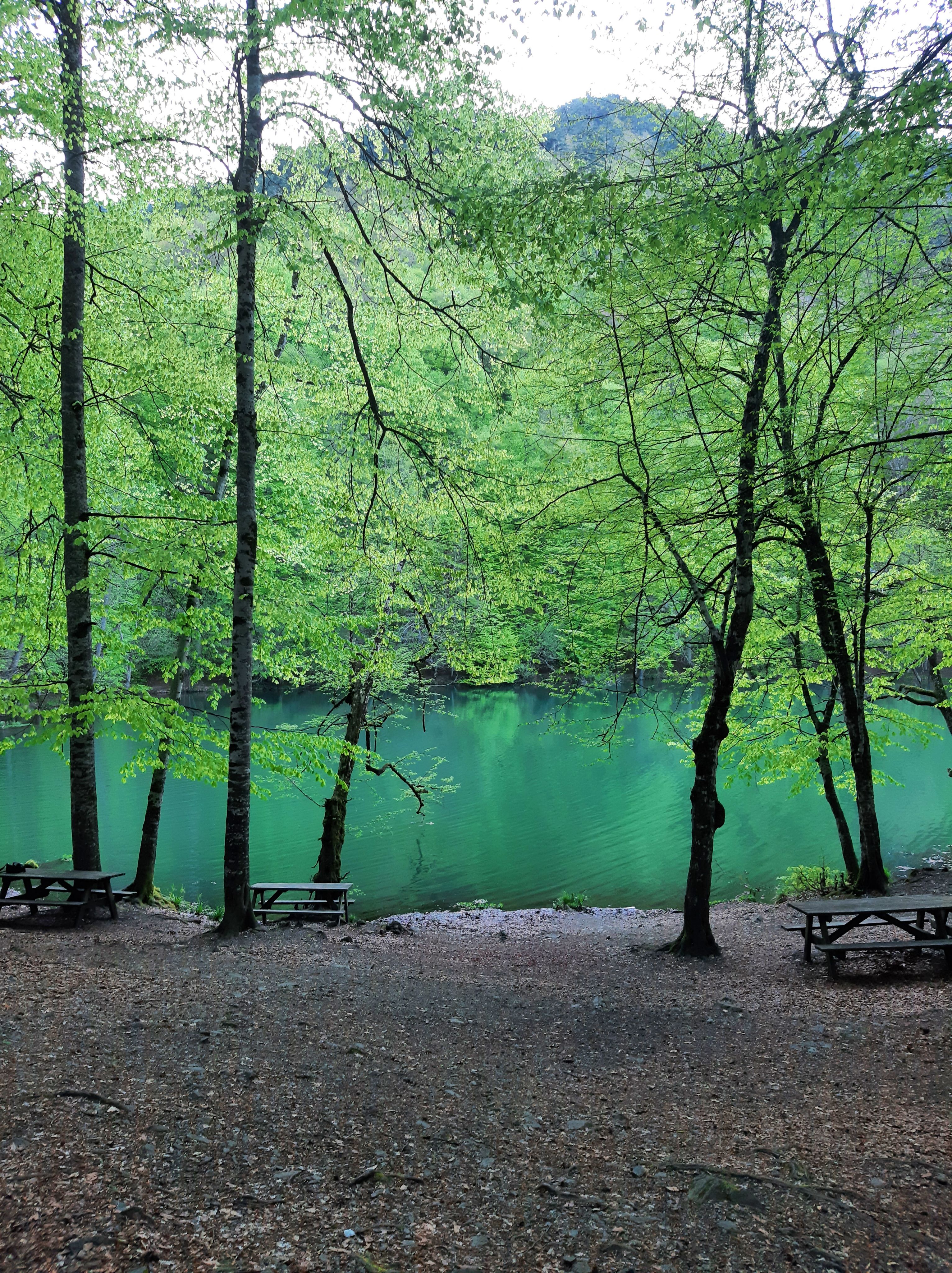 View of Green Trees and a Lake with Turquoise Water · Free Stock Photo