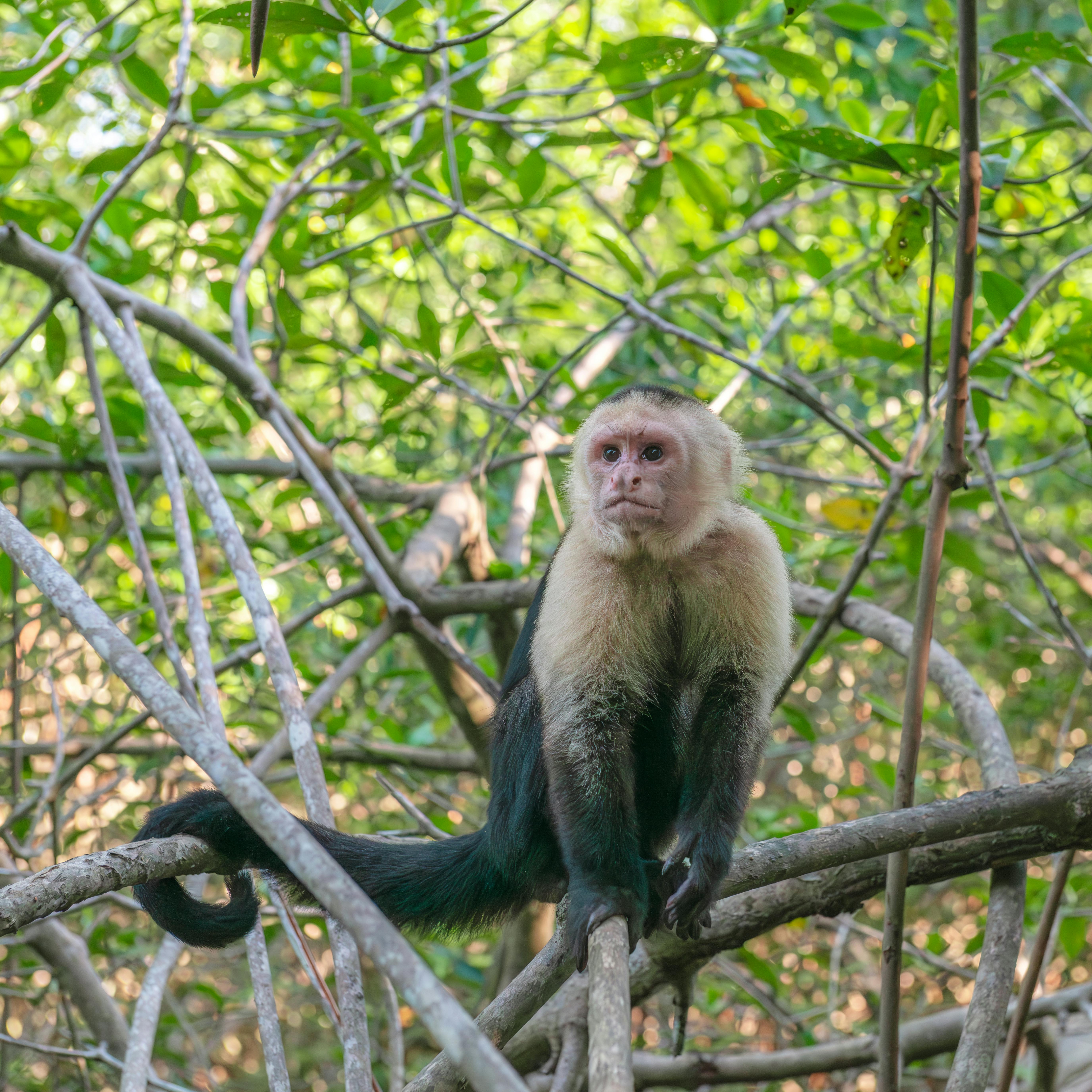 15+ Fotos y Imágenes de Monkey texture Gratis · Banco de Fotos Gratis