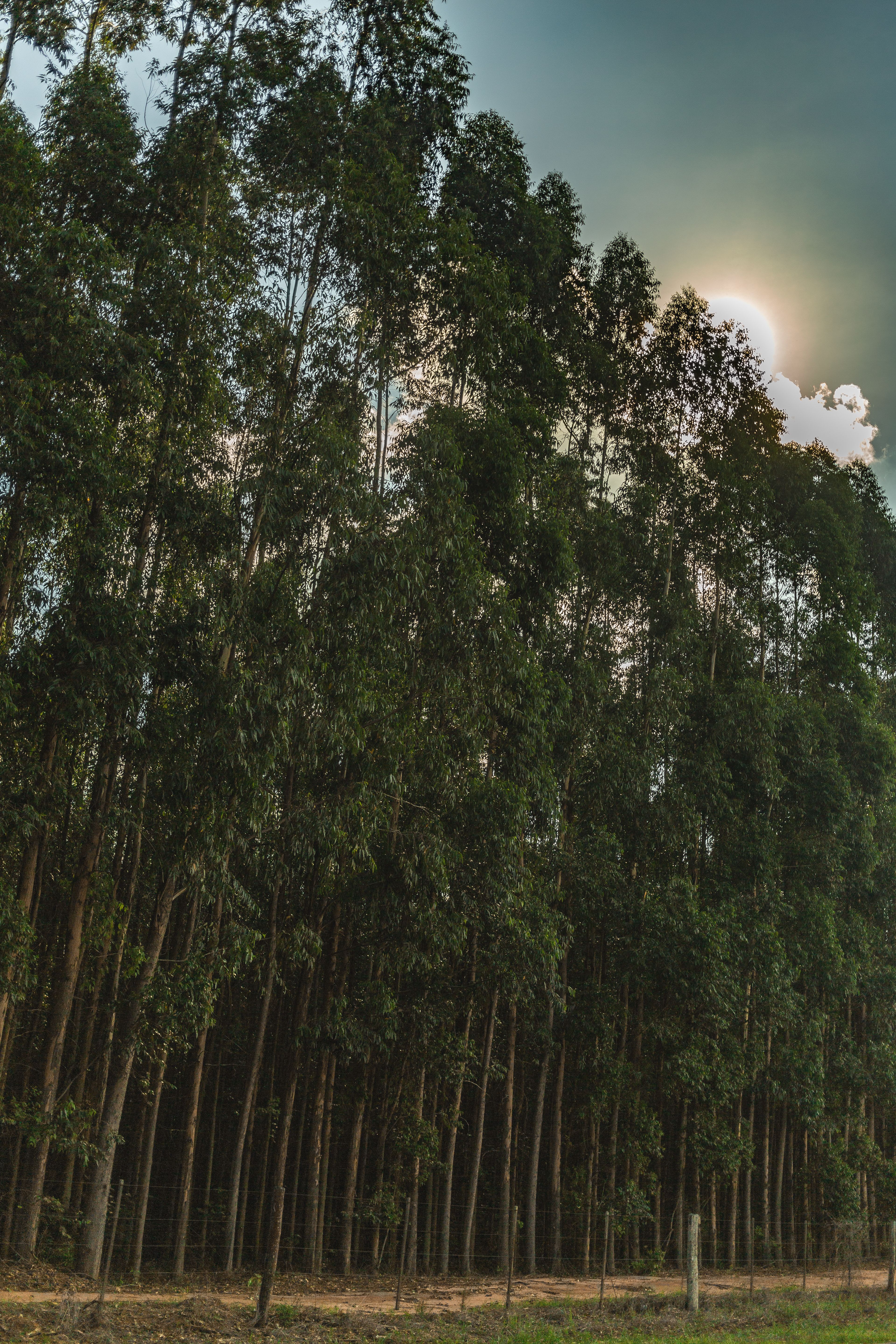 Low angle photography of Tall Trees · Free Stock Photo