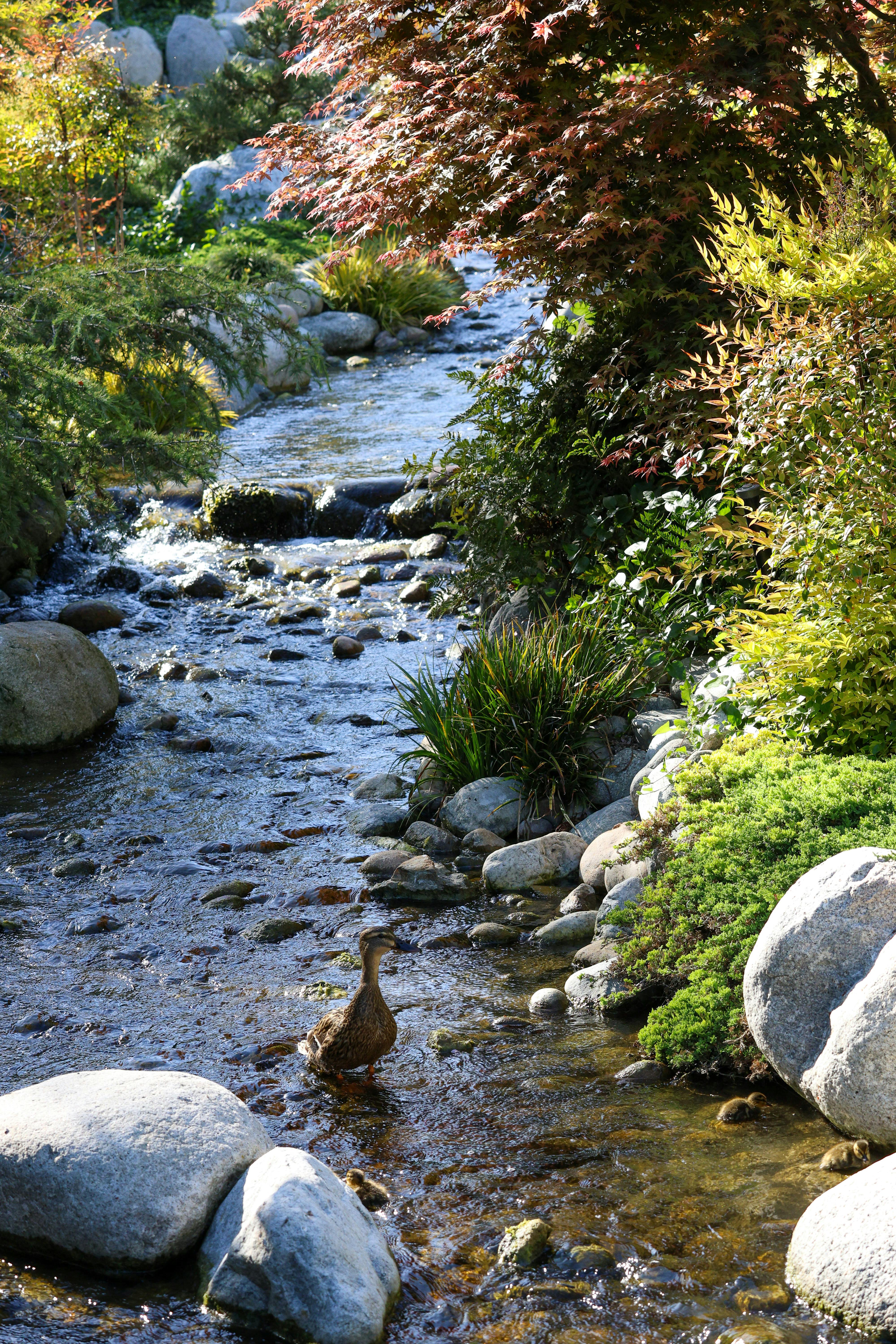Duck Wading in a Stream · Free Stock Photo
