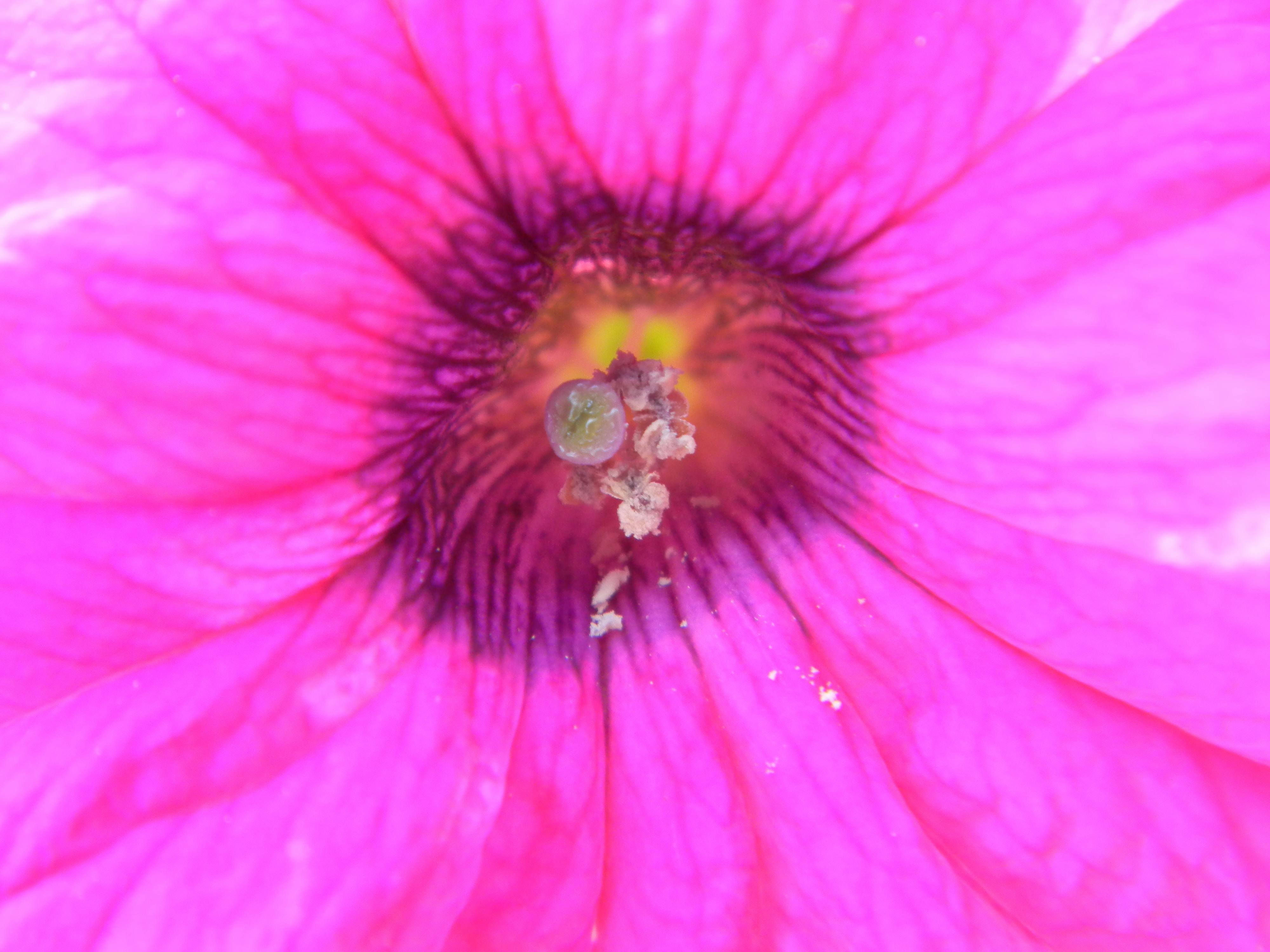 Free stock photo of abstract, flower, flowers