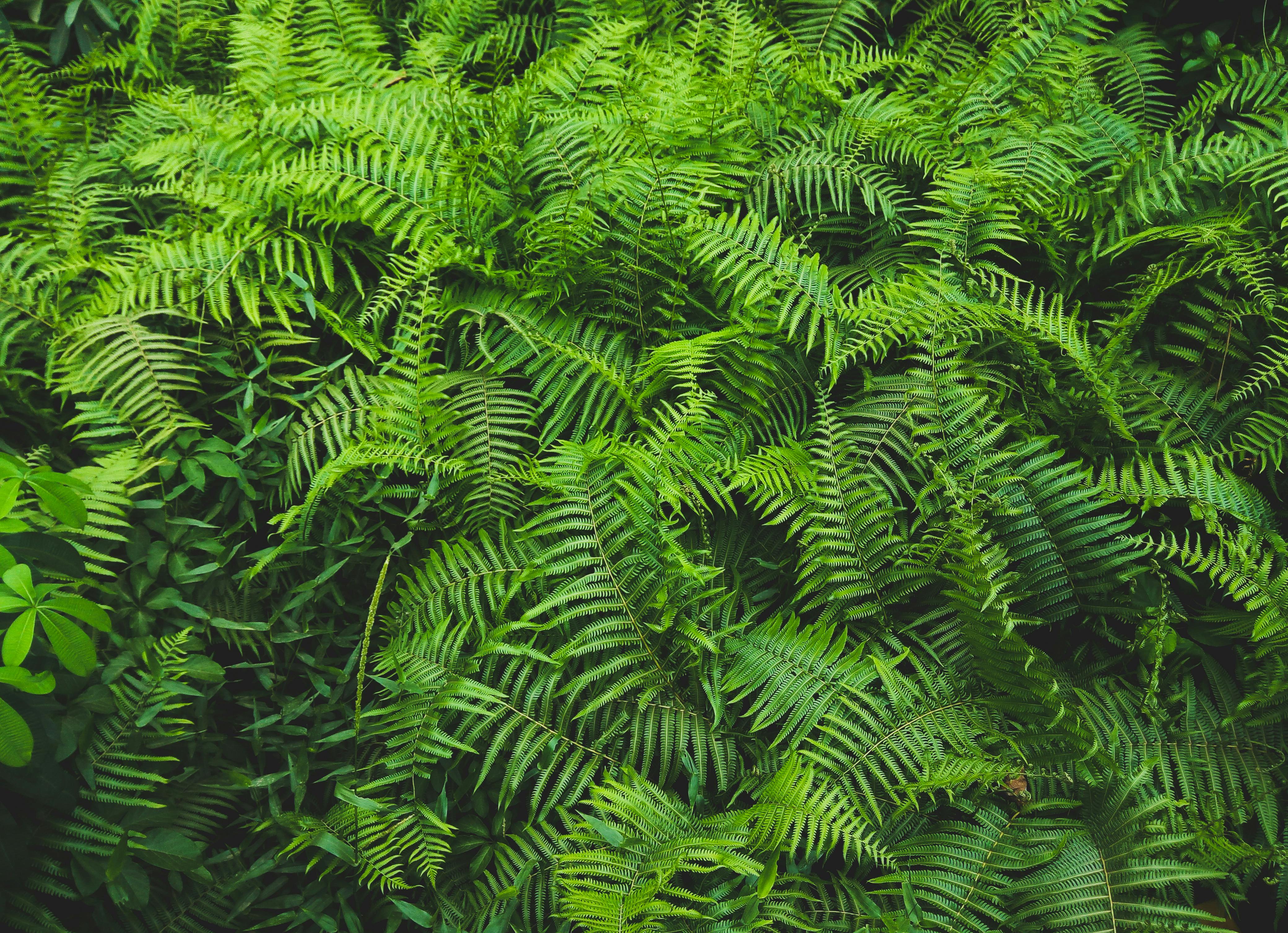 Green Ferns · Free Stock Photo
