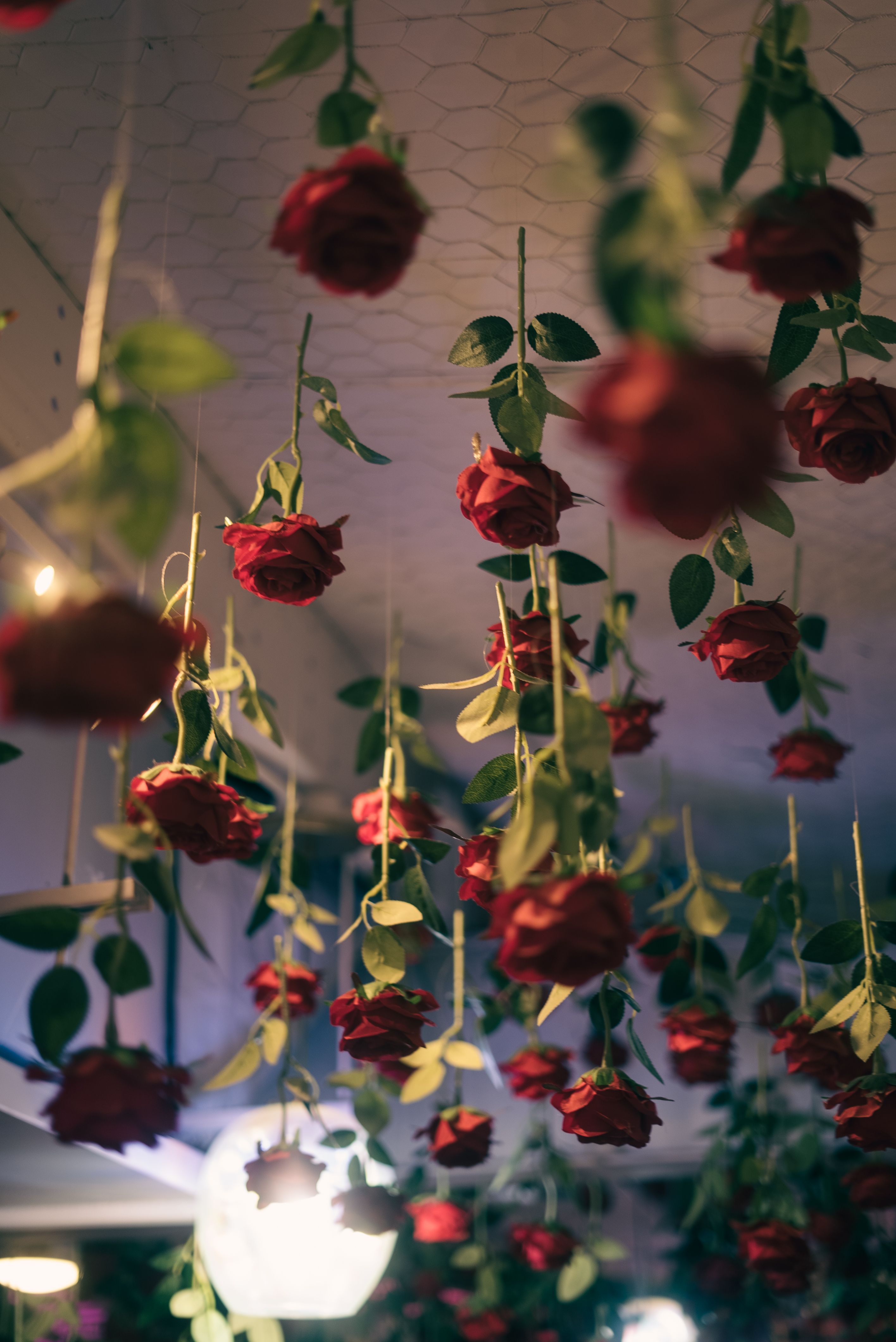 Red Roses Hanging from the Ceiling · Free Stock Photo