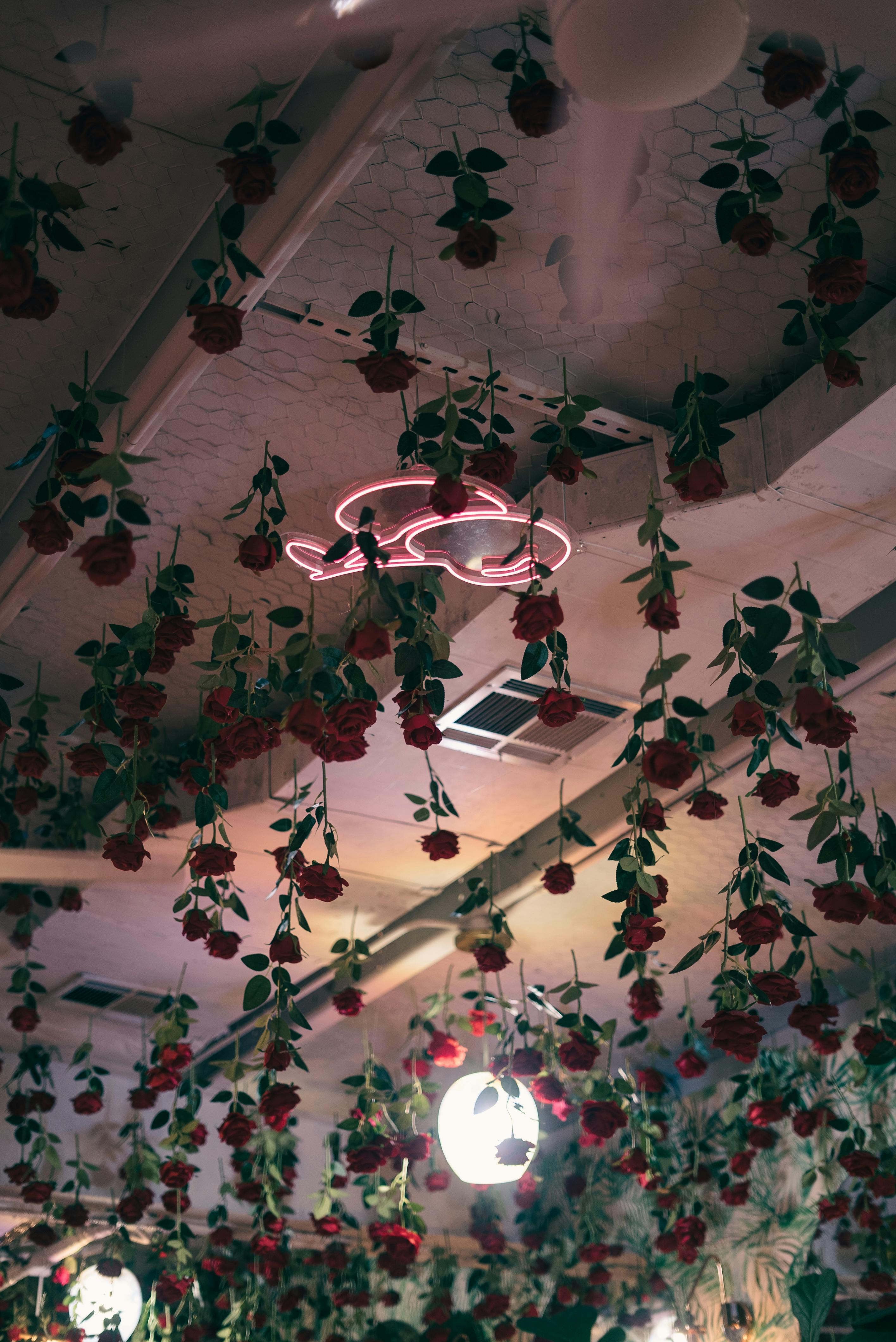 Red Roses Hanging on Ceiling · Free Stock Photo