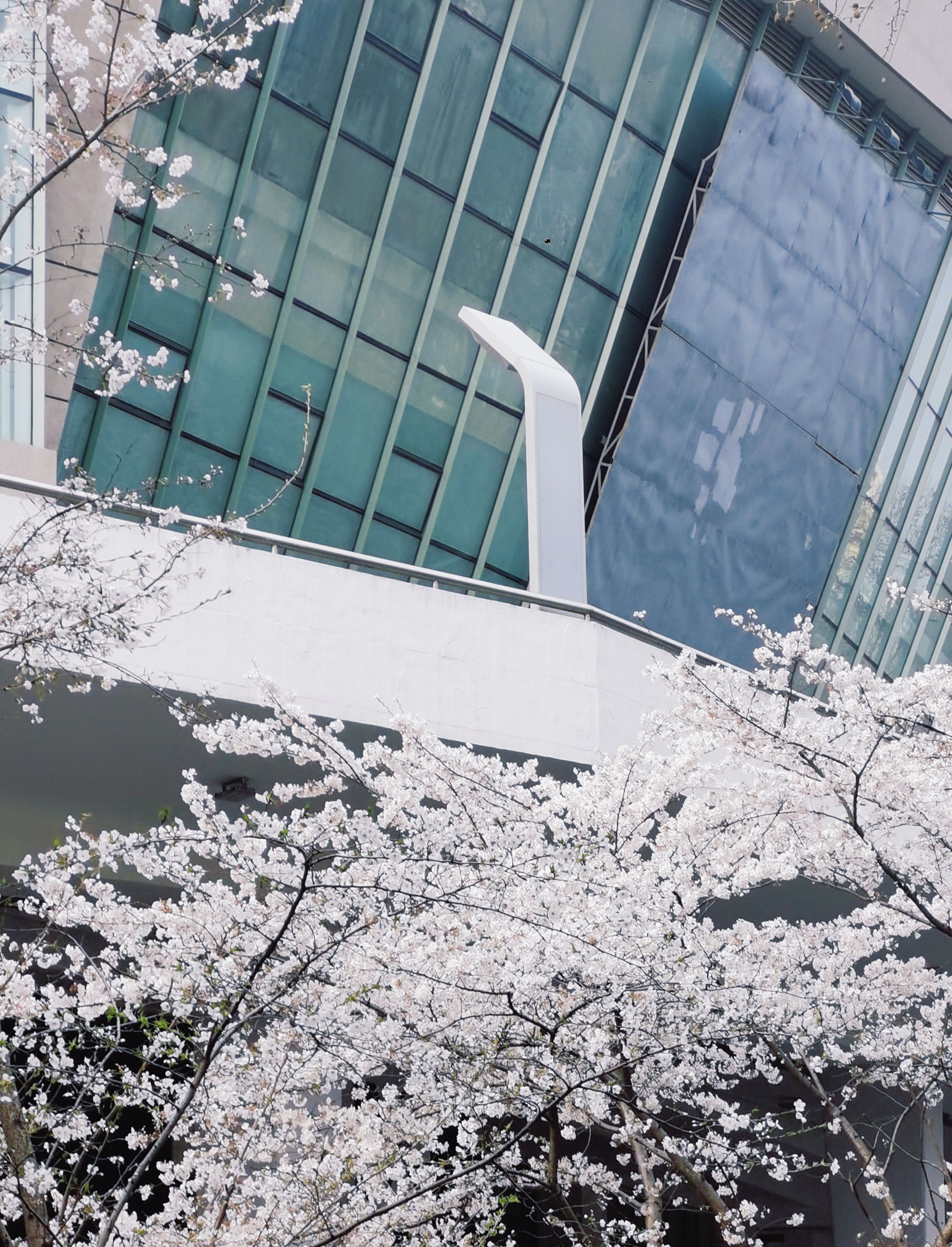 Low Angle Photo of Cherry Blossom In Front of a Swedbank High-rise ...