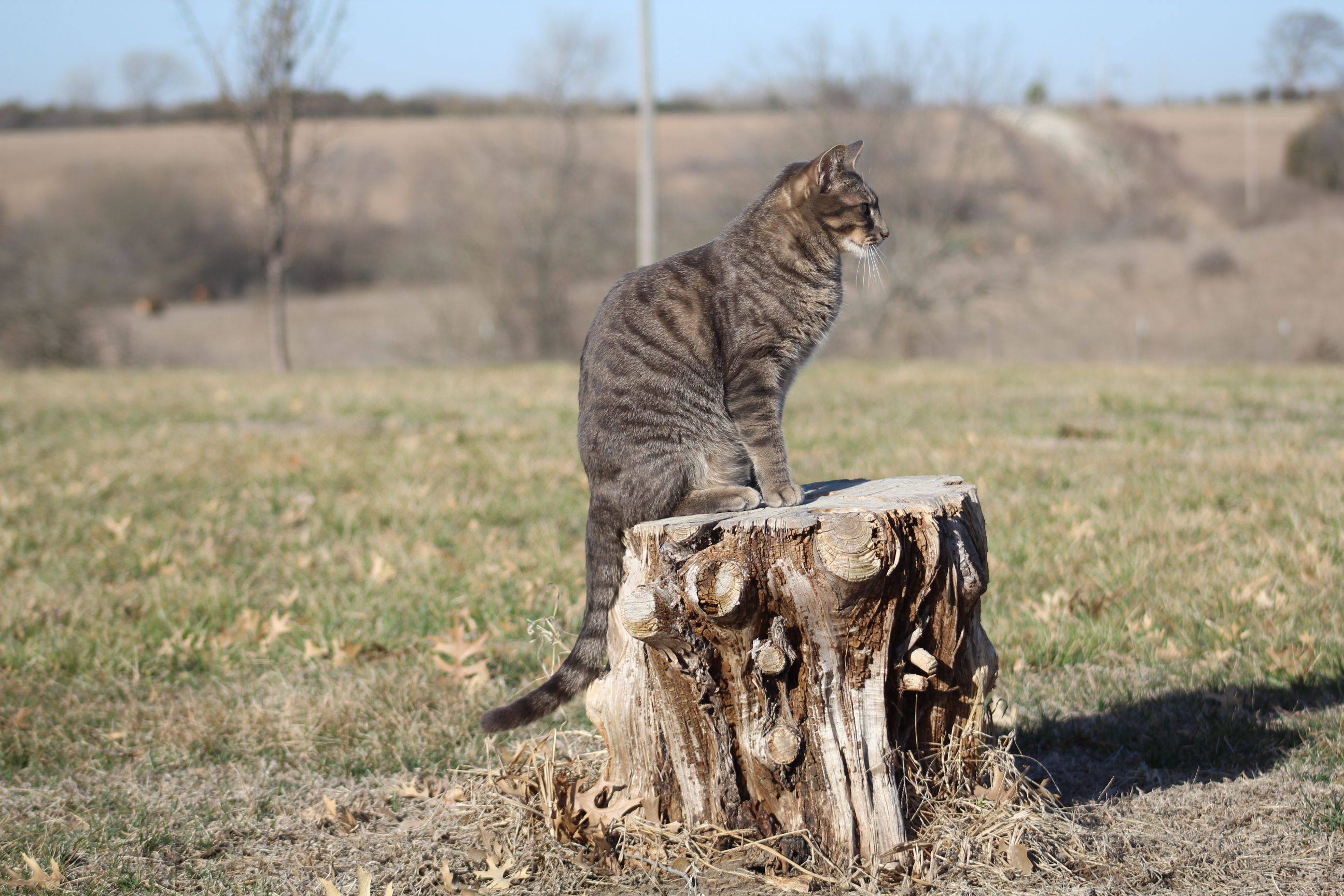 A cat sitting on top of a stump in a field · Free Stock Photo
