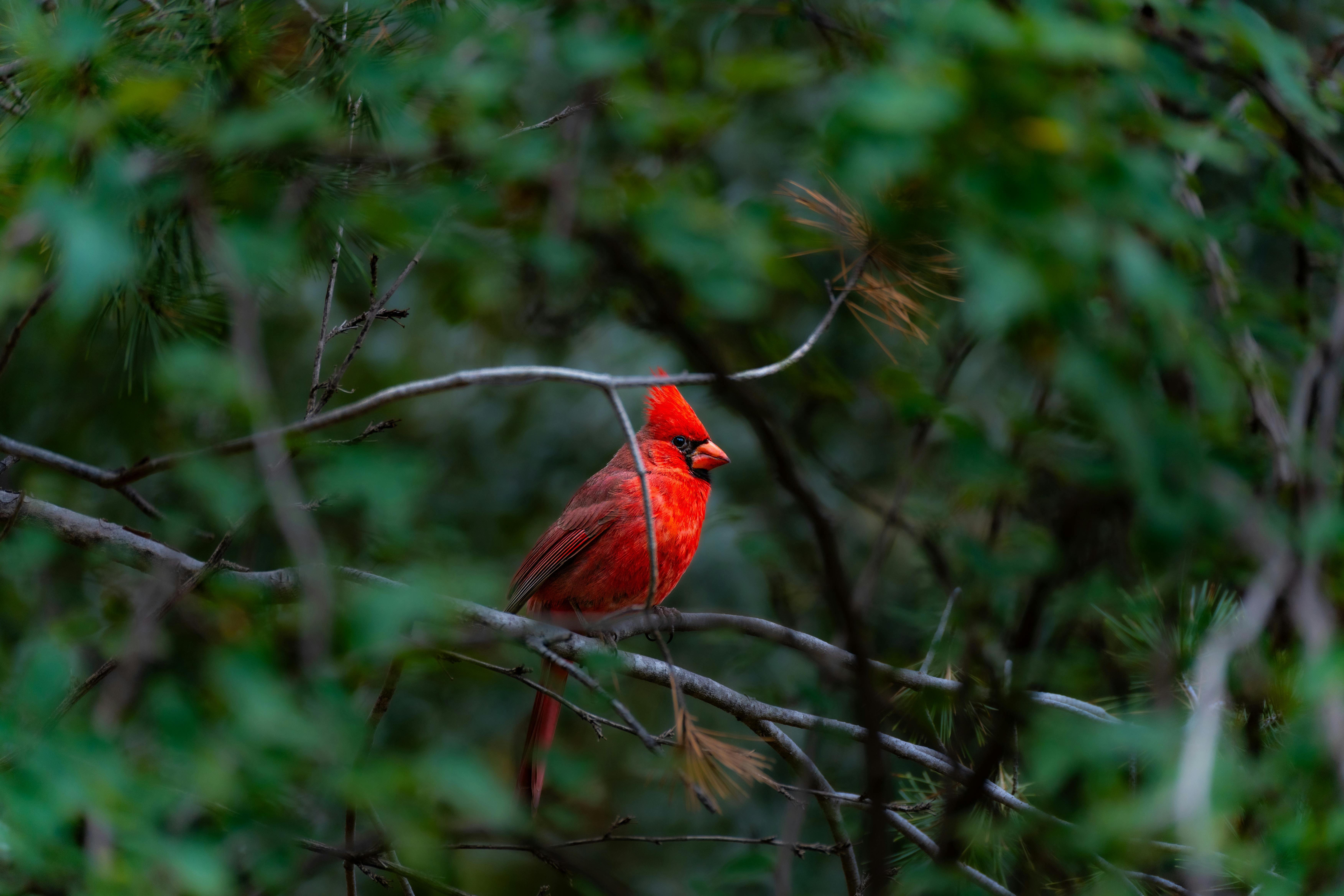 Photo of Northern Cardinal Perched on Brown Tree Branch · Free Stock Photo