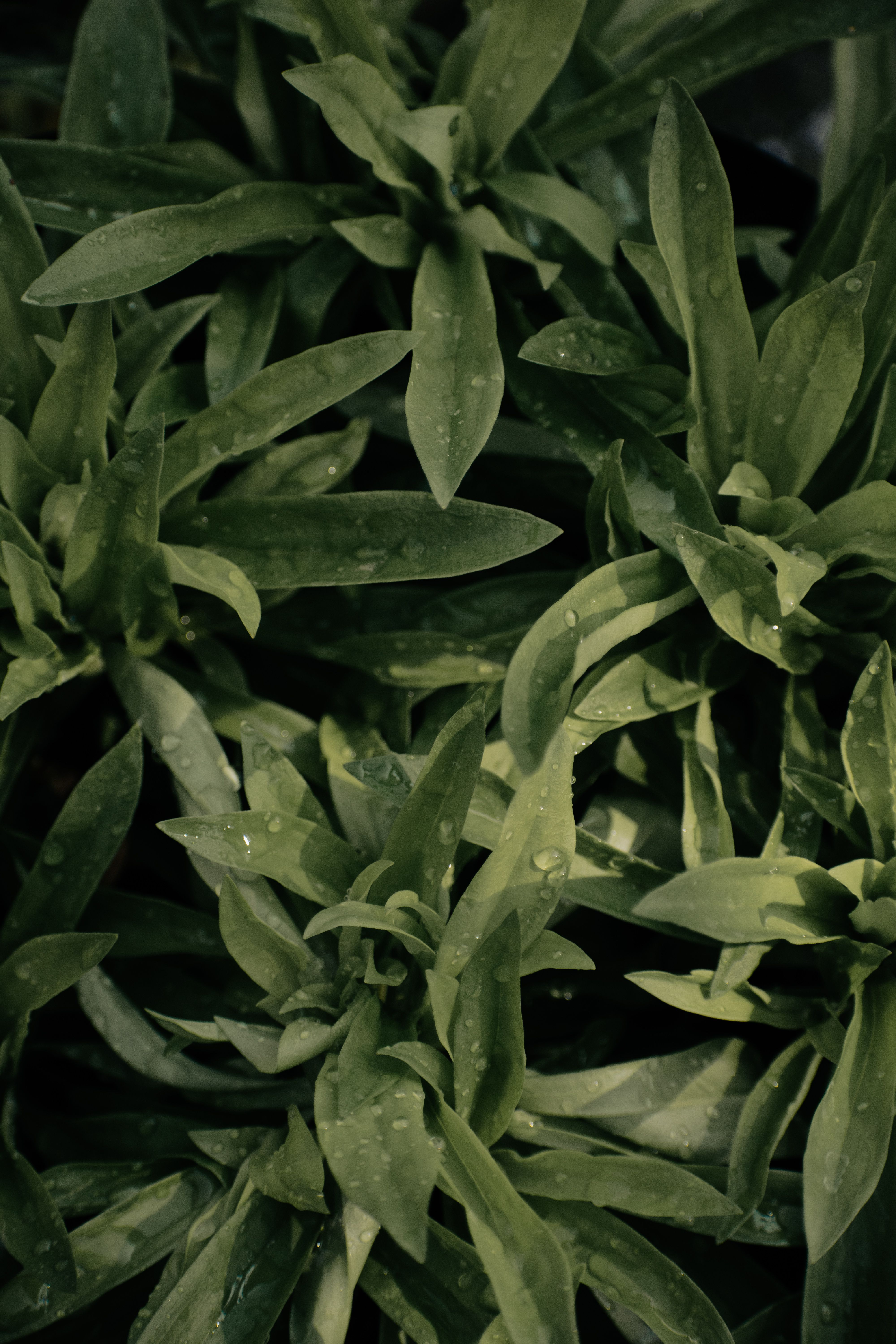 Greenary Photos, Download The BEST Free Greenary Stock Photos & HD Images