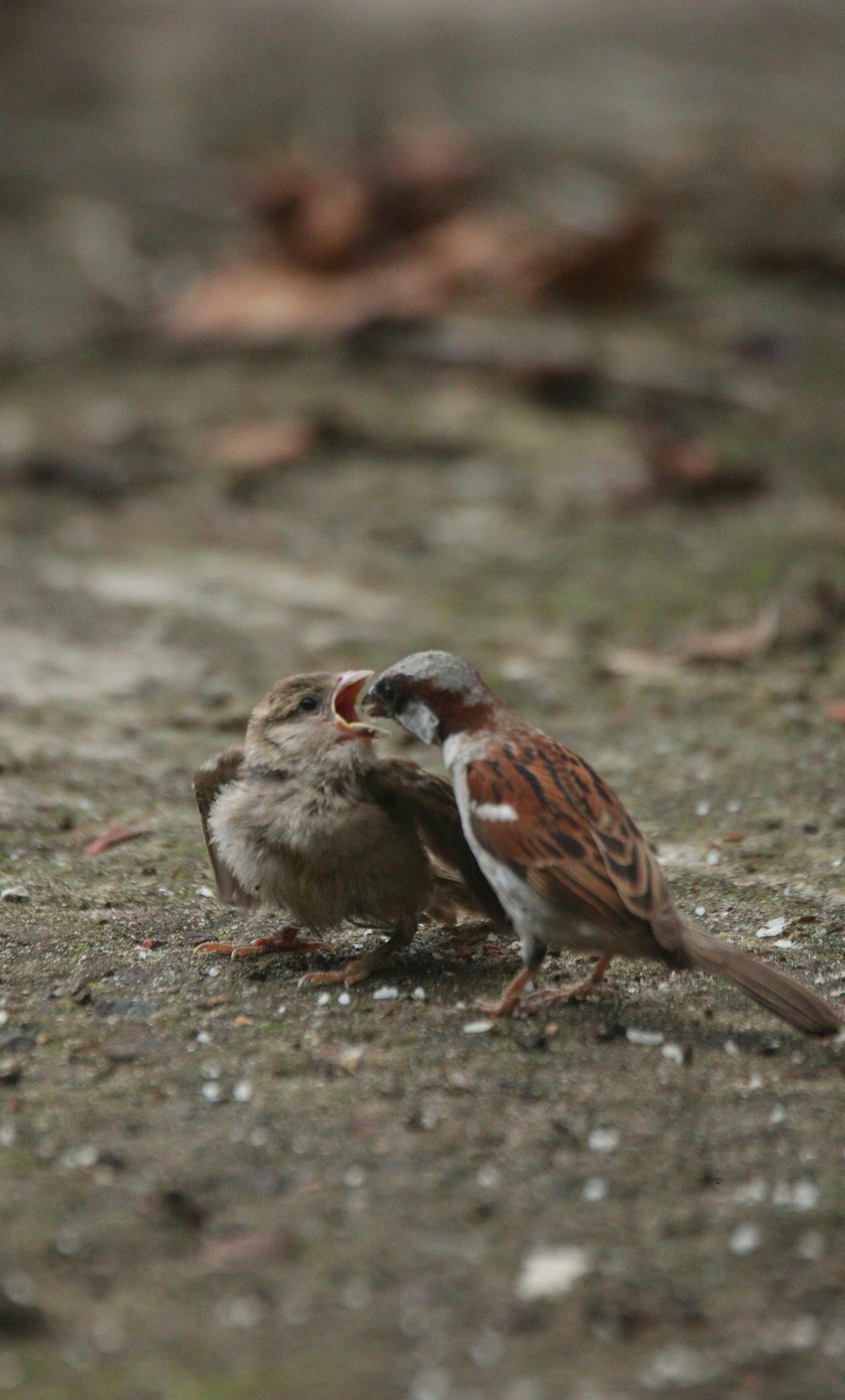500+ Best Chick Photos · 100% Free Download · Pexels Stock Photos
