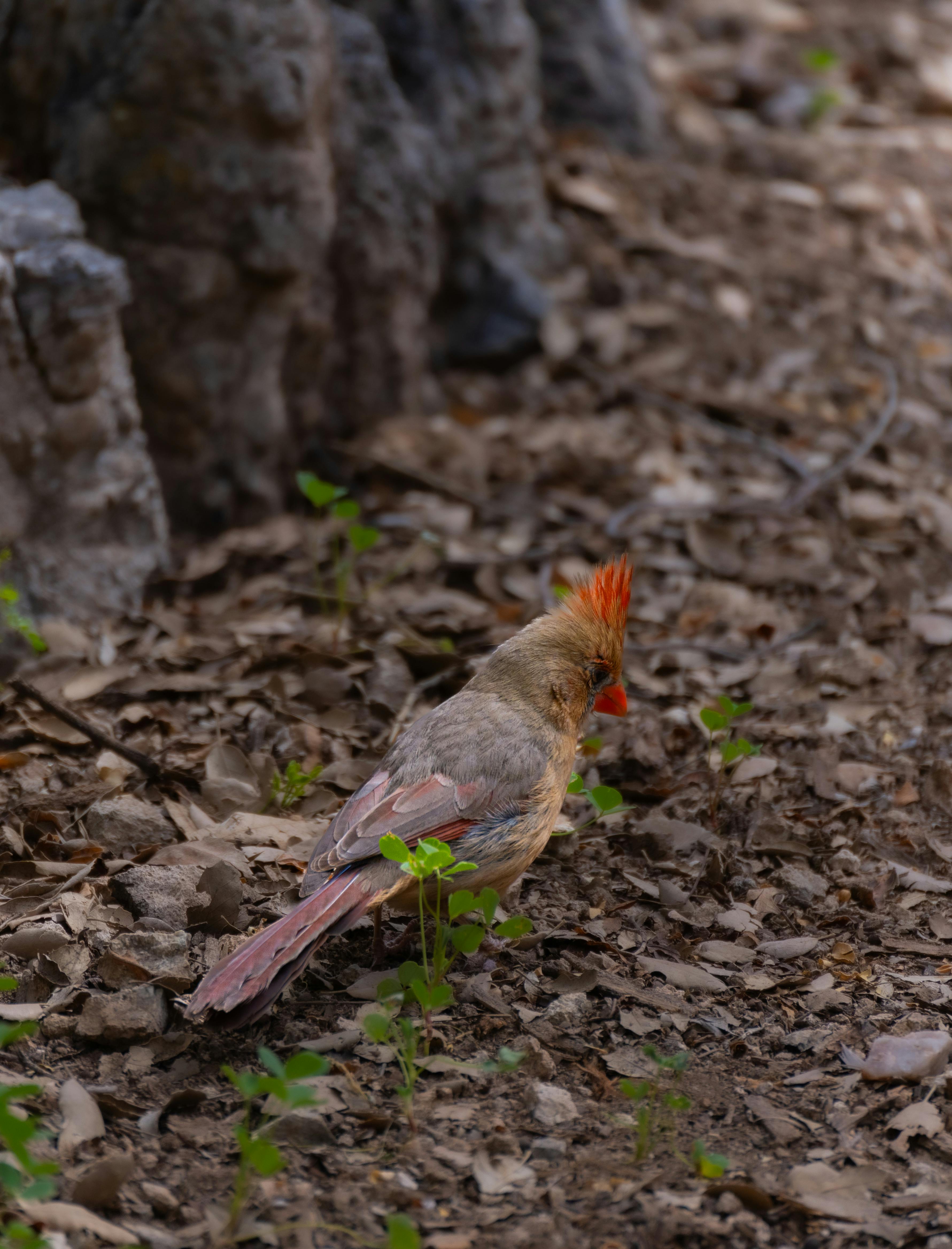 Desert Cardinal Standing on Ground among Fallen Leaves · Free Stock Photo