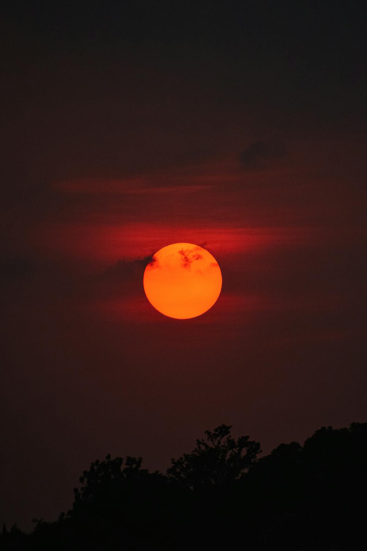 Sun Trees Photos, Download The BEST Free Sun Trees Stock Photos & HD Images
