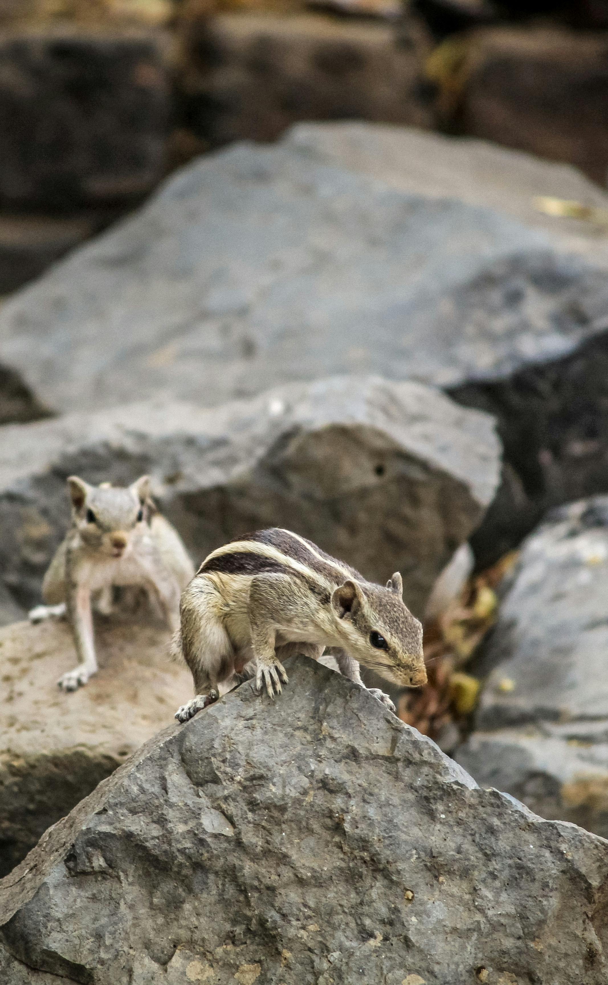 Akhtar Shaikh - 写真