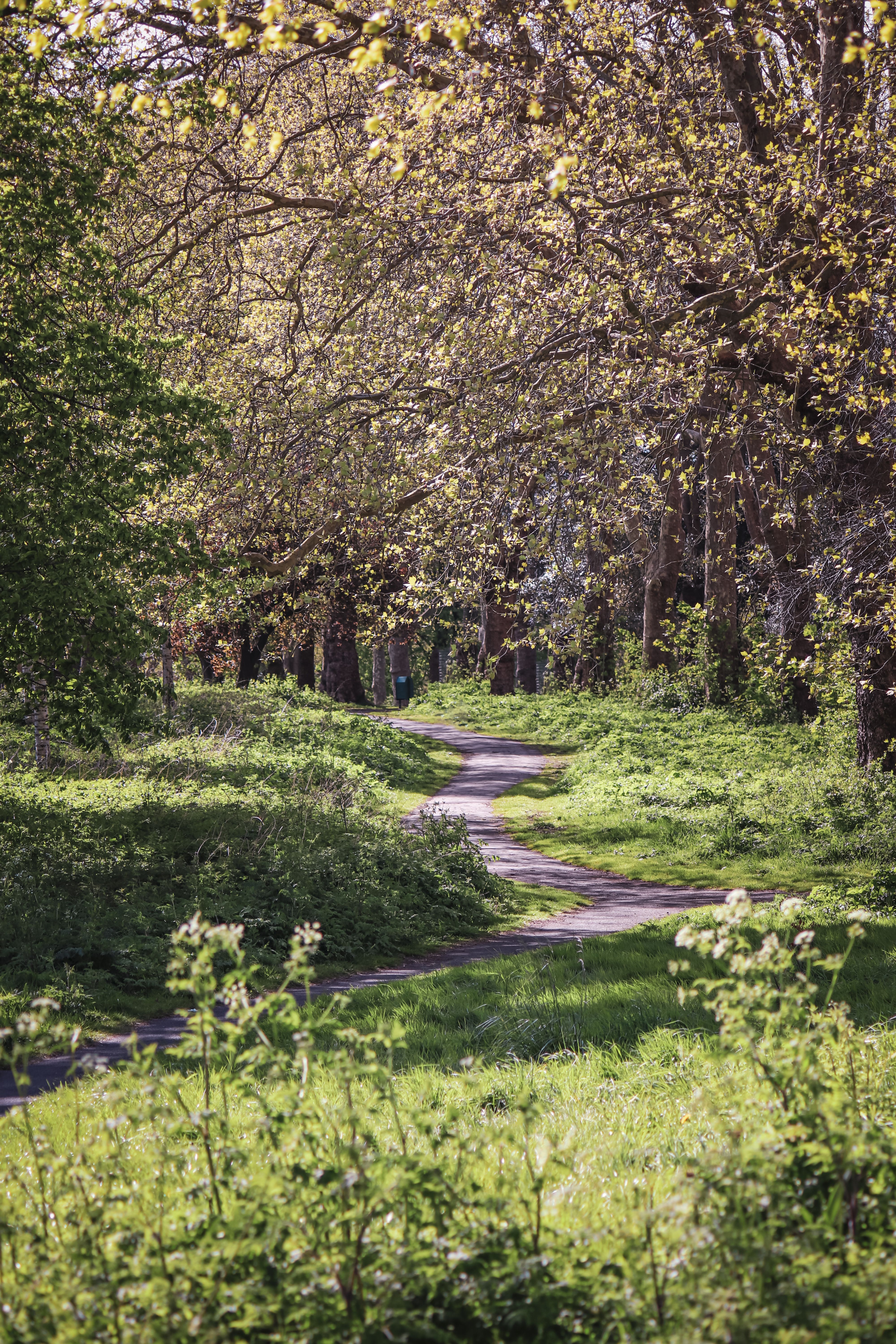 A path through a park with trees and grass · Free Stock Photo