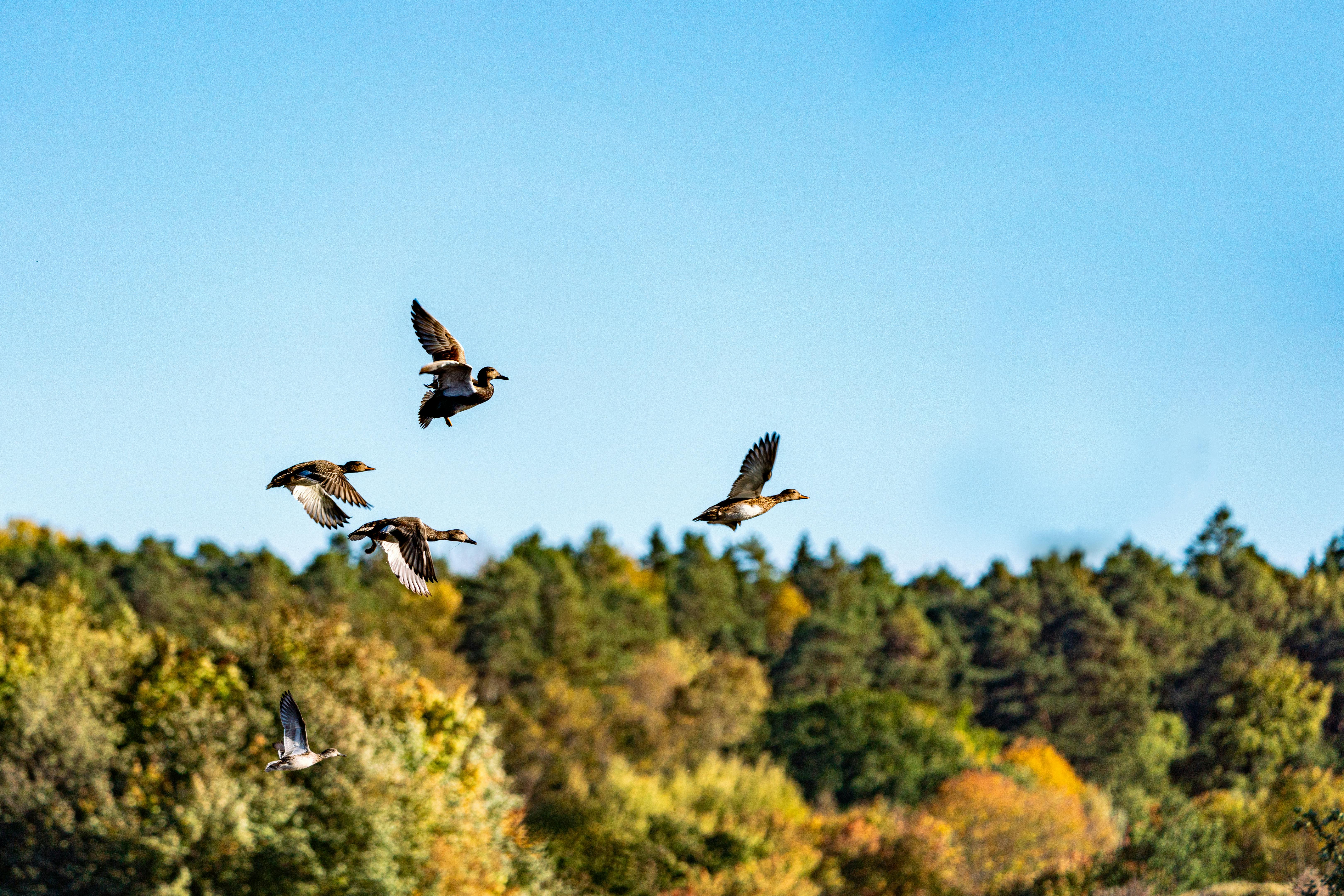 Ducks Flying over Trees in Autumn · Free Stock Photo
