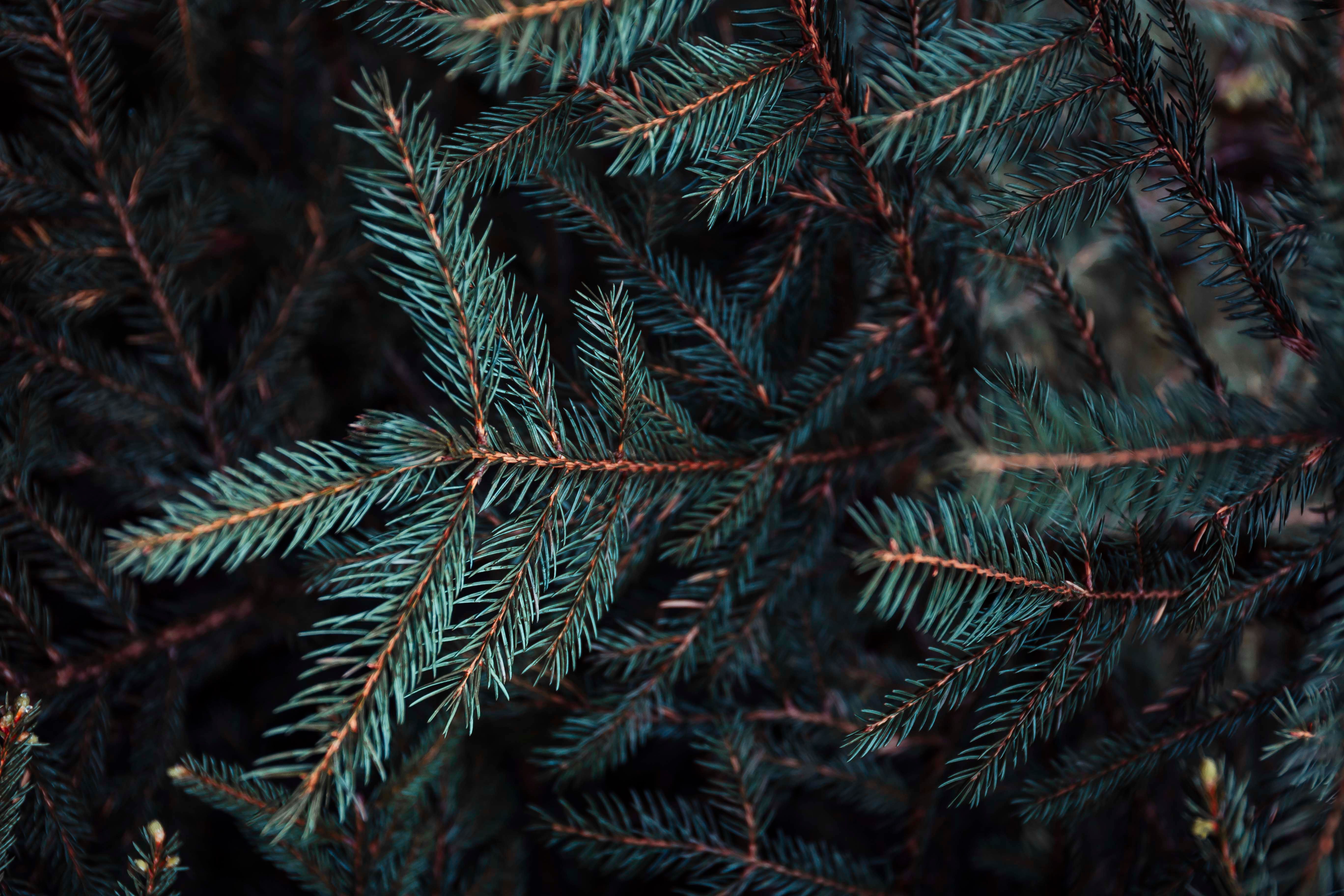 A close up of a pine tree branch · Free Stock Photo