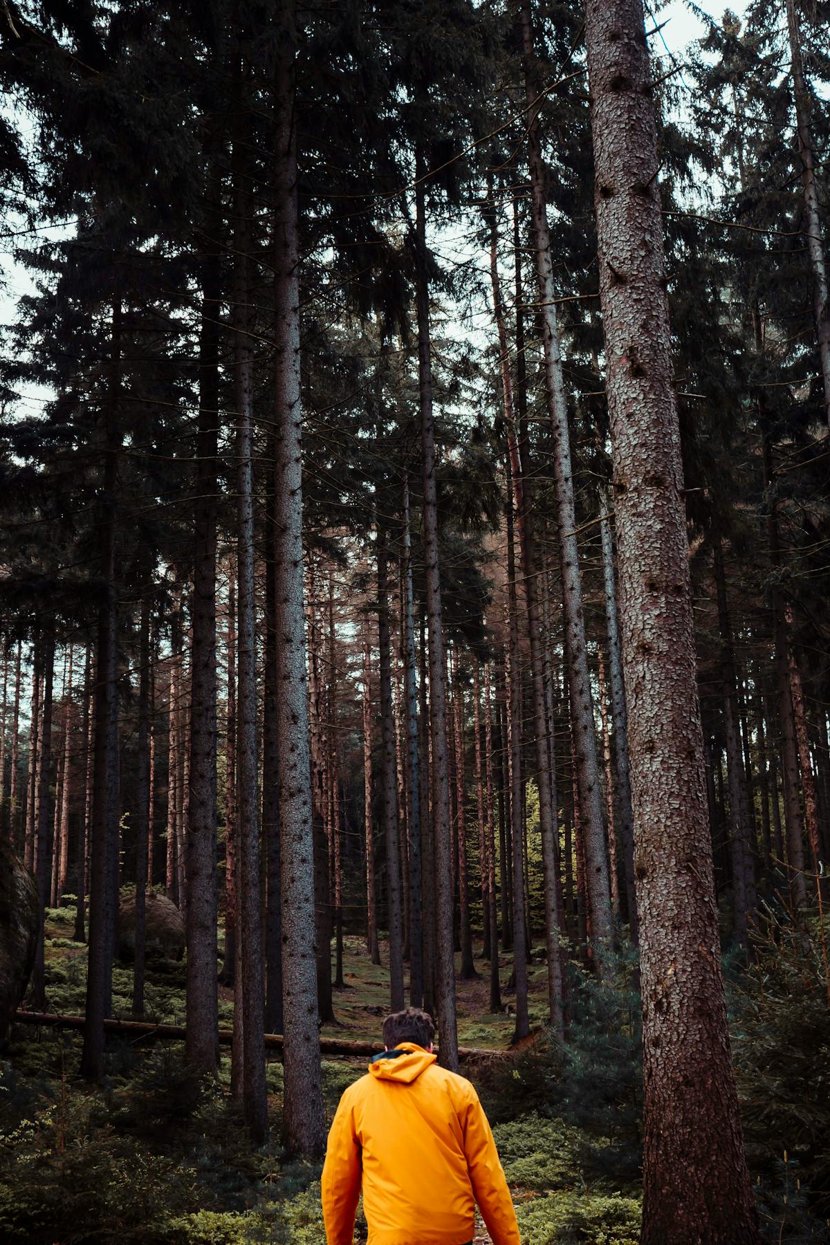 Man Walking Forest Photos, Download The BEST Free Man Walking Forest ...