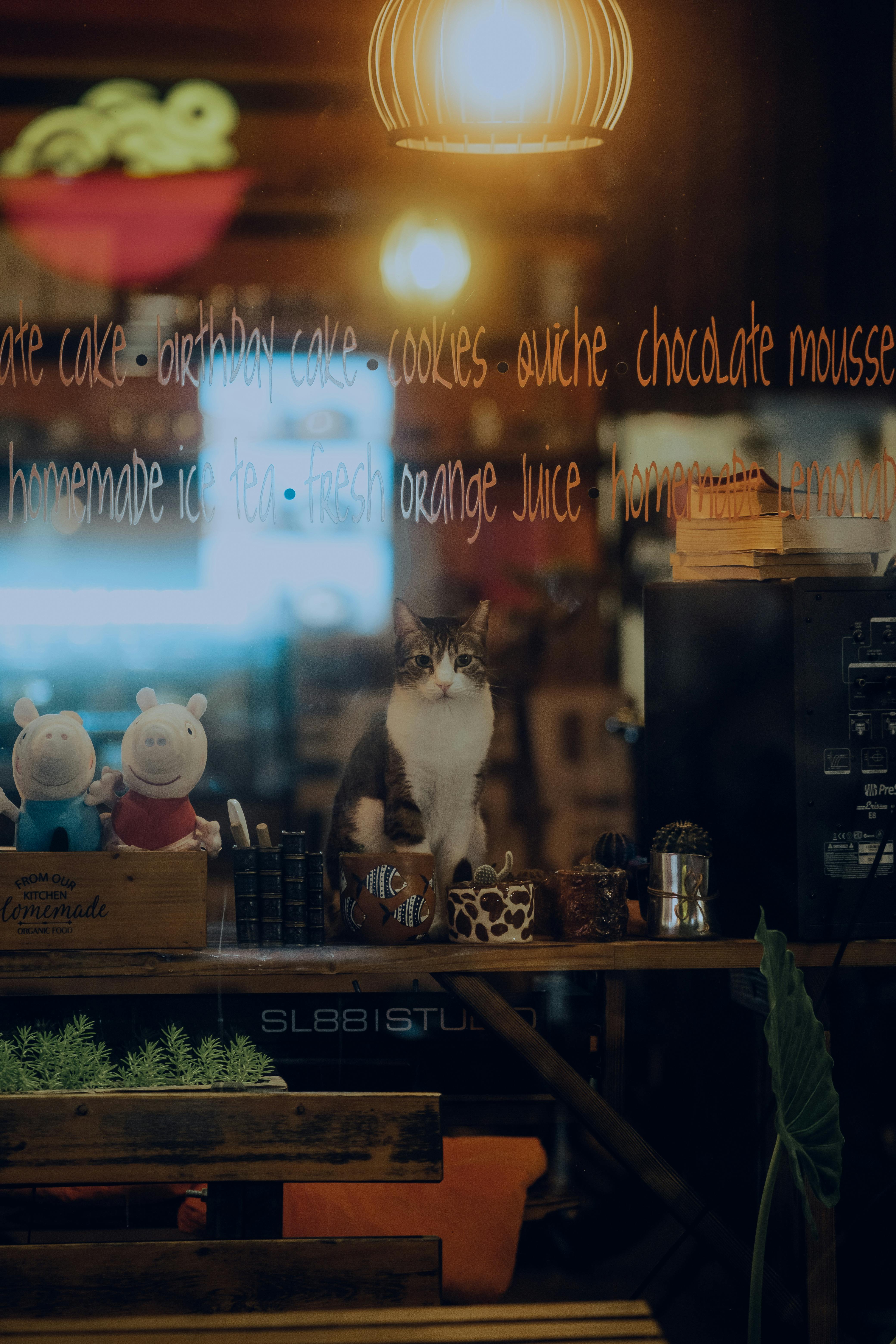 Cat Sitting on Shelf at Window in Store · Free Stock Photo