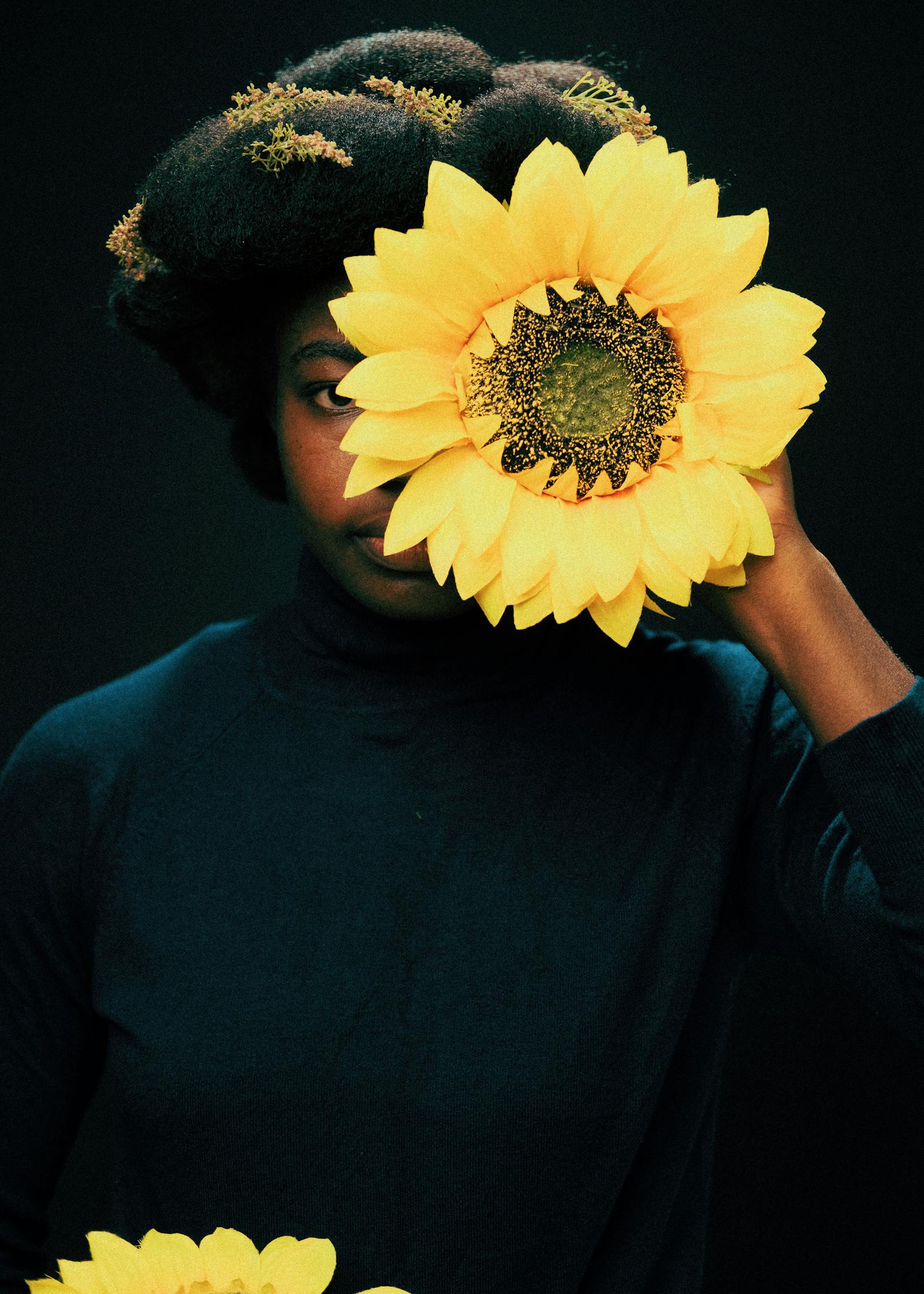 Sunflower Picture Photos, Download The BEST Free Sunflower Picture ...