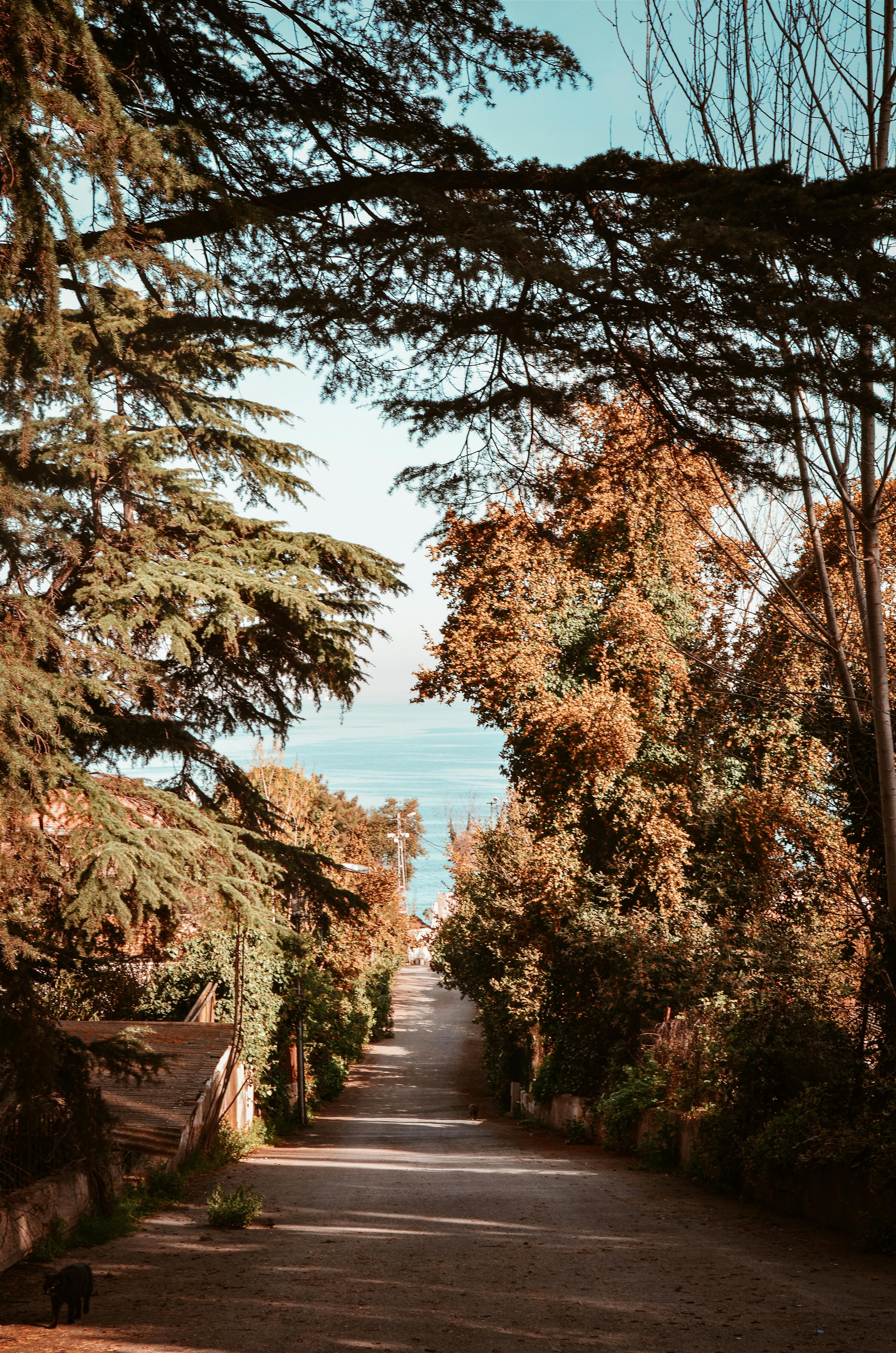Green Trees on Road · Free Stock Photo
