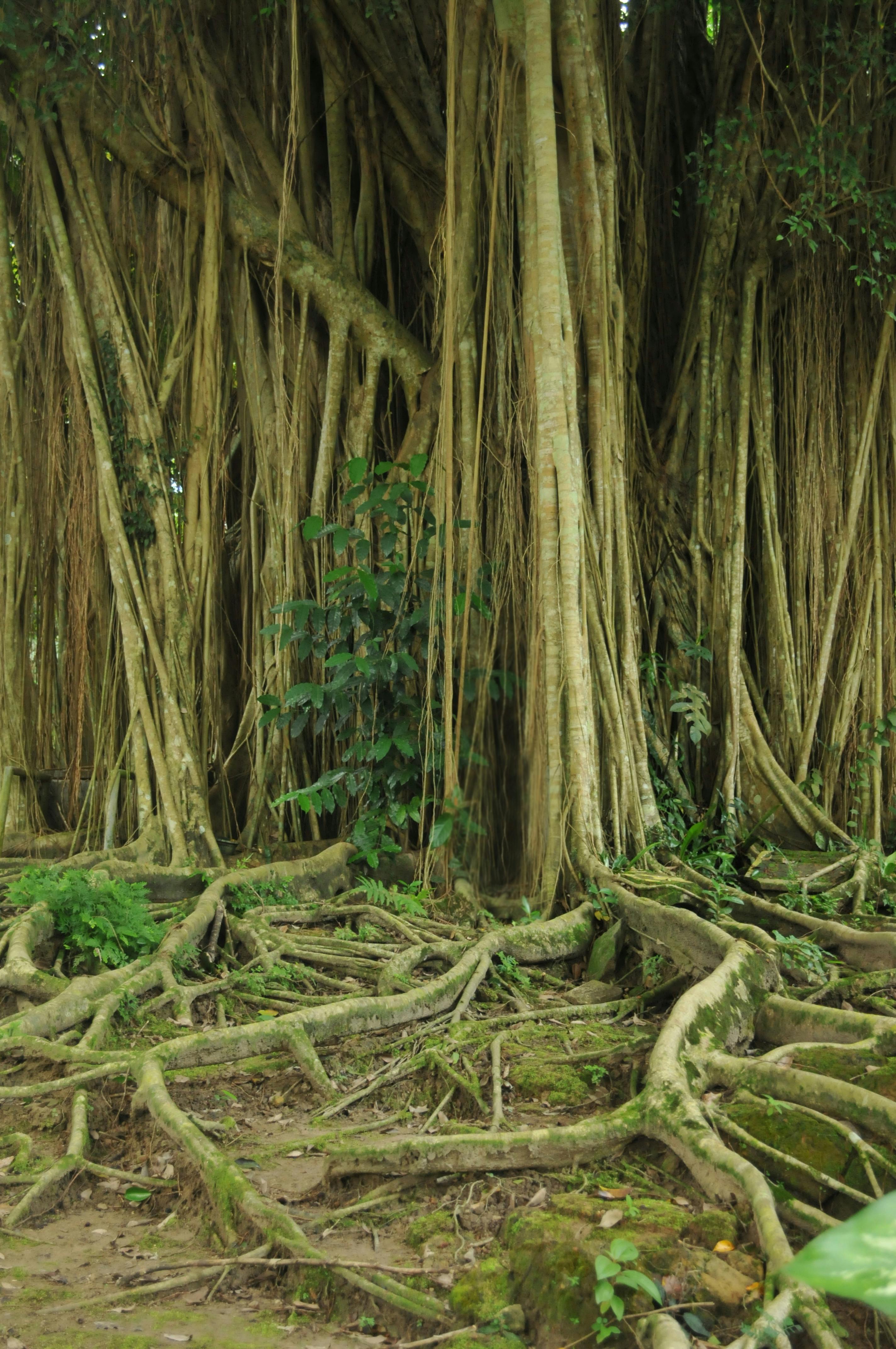 Trunks and Roots of Fig Trees · Free Stock Photo