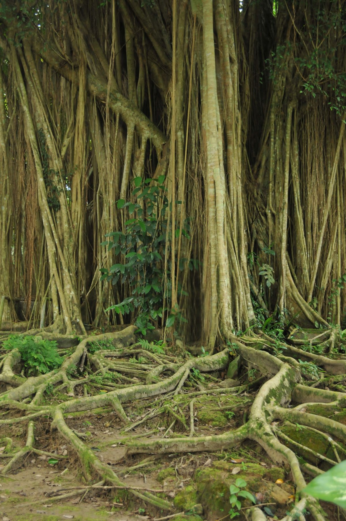 Roots Photos, Download The BEST Free Roots Stock Photos & HD Images