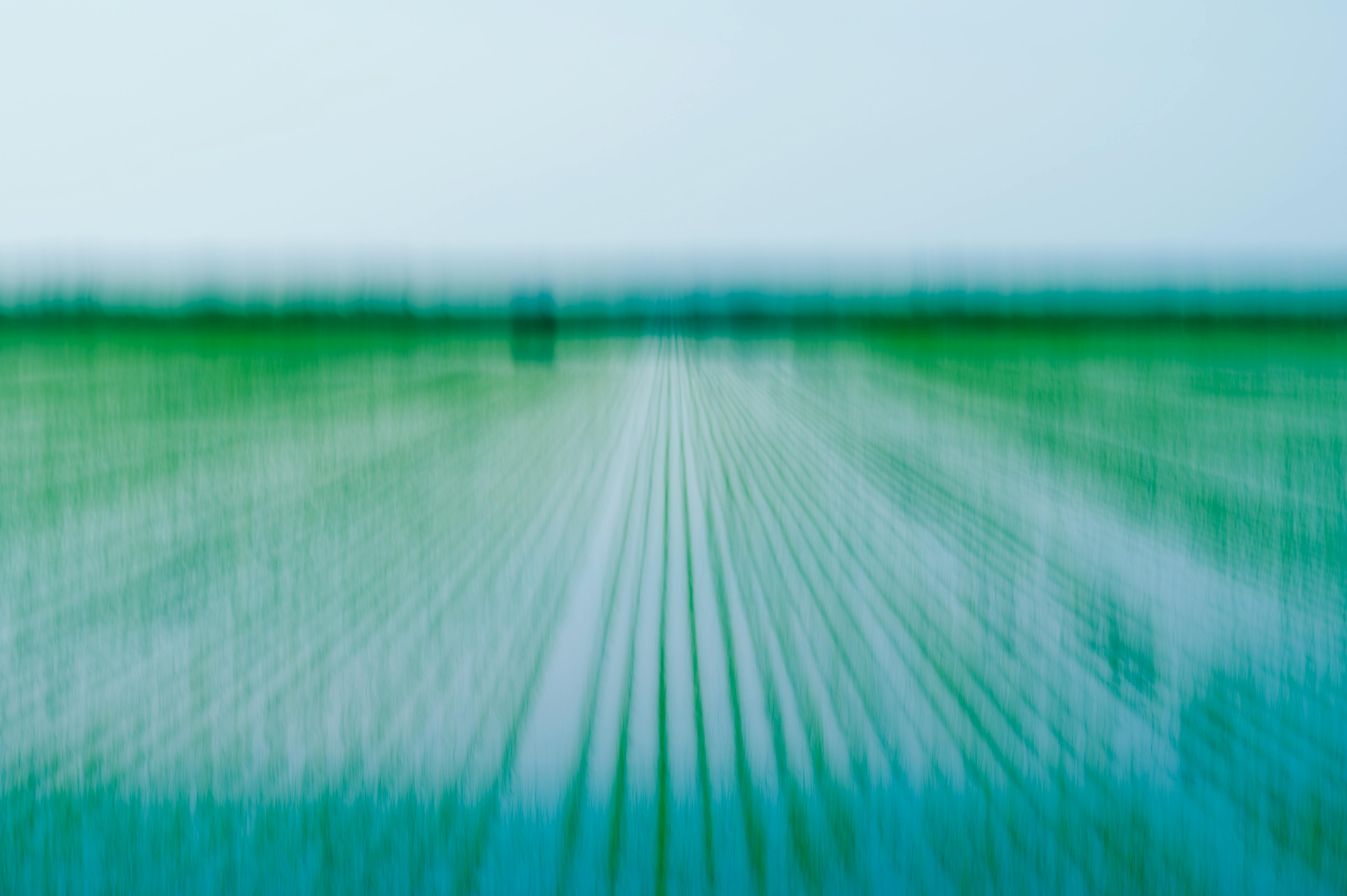 Rice Paddy · Free Stock Photo