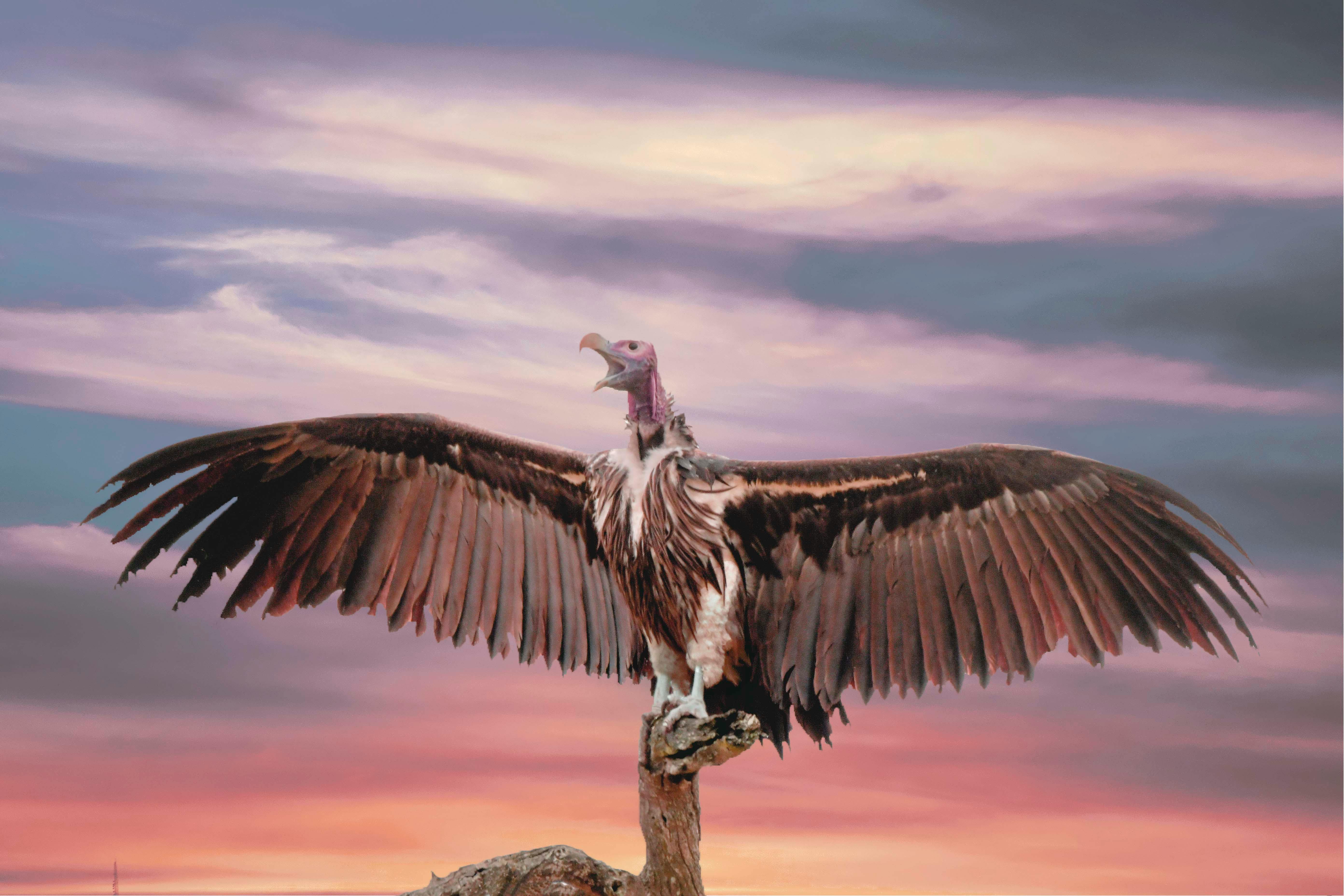 80+ Best Vultures Photos · 100% Free Download · Pexels Stock Photos