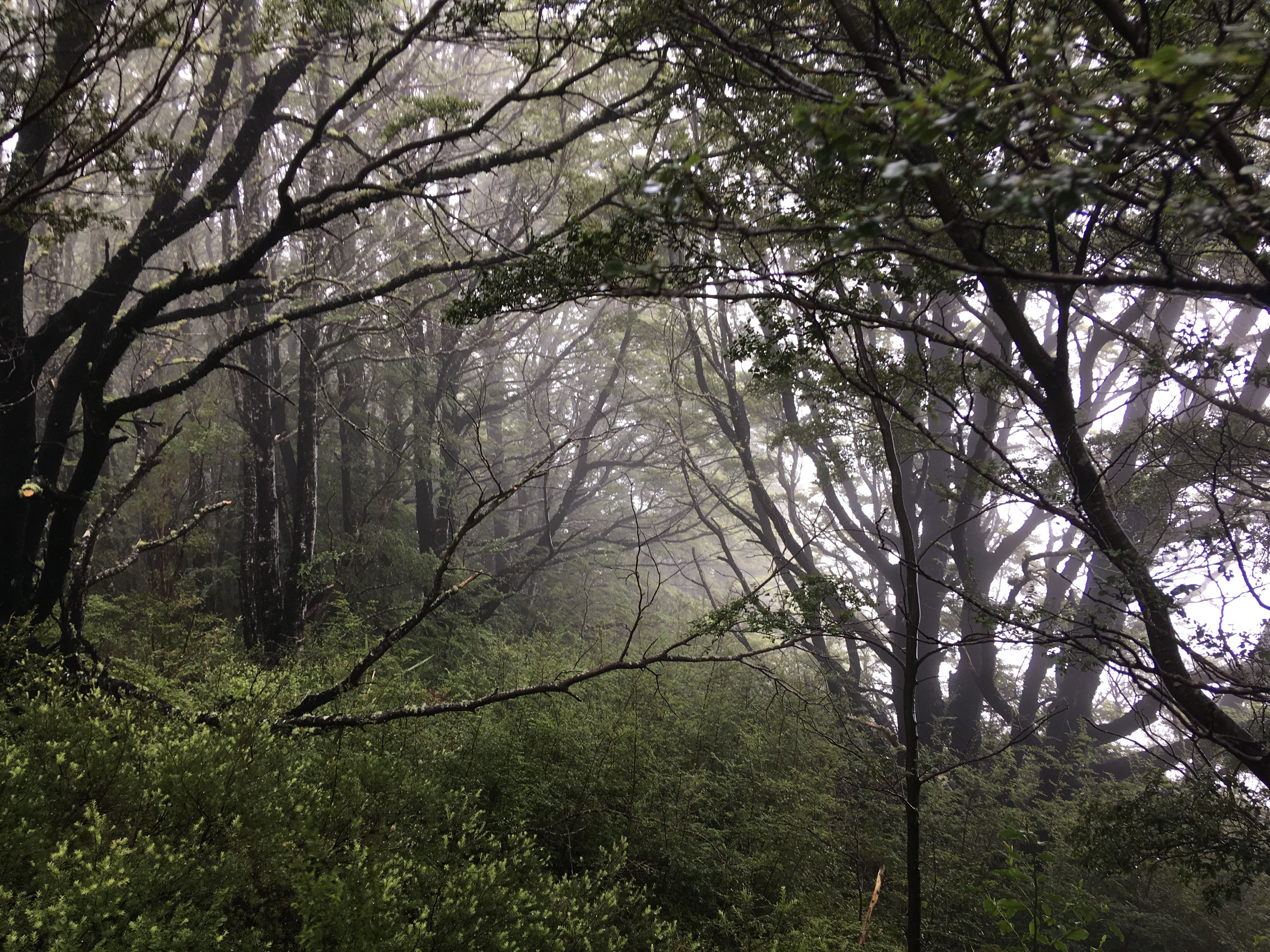 Trees in Deep Forest · Free Stock Photo