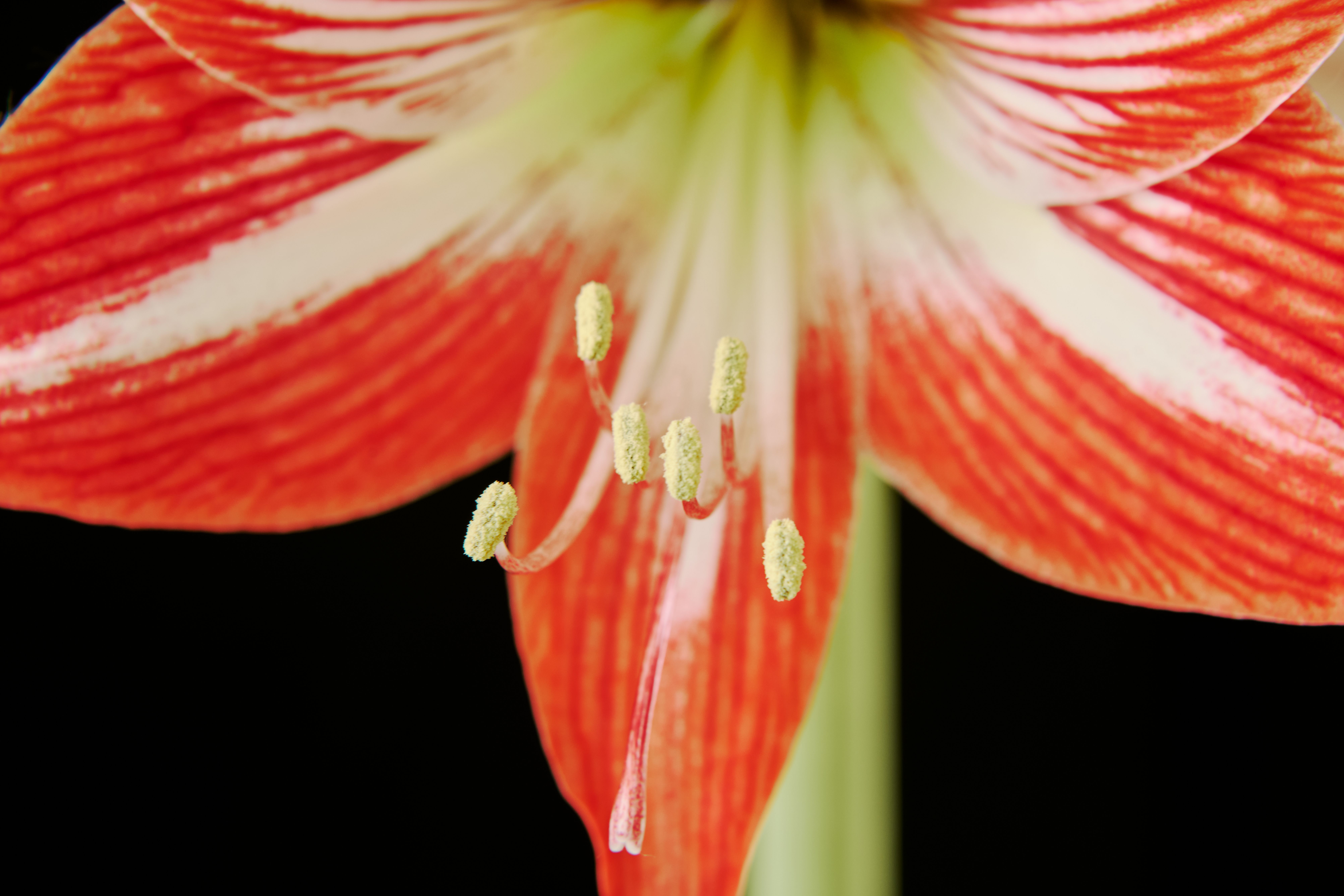 Stamens of Red Flower · Free Stock Photo