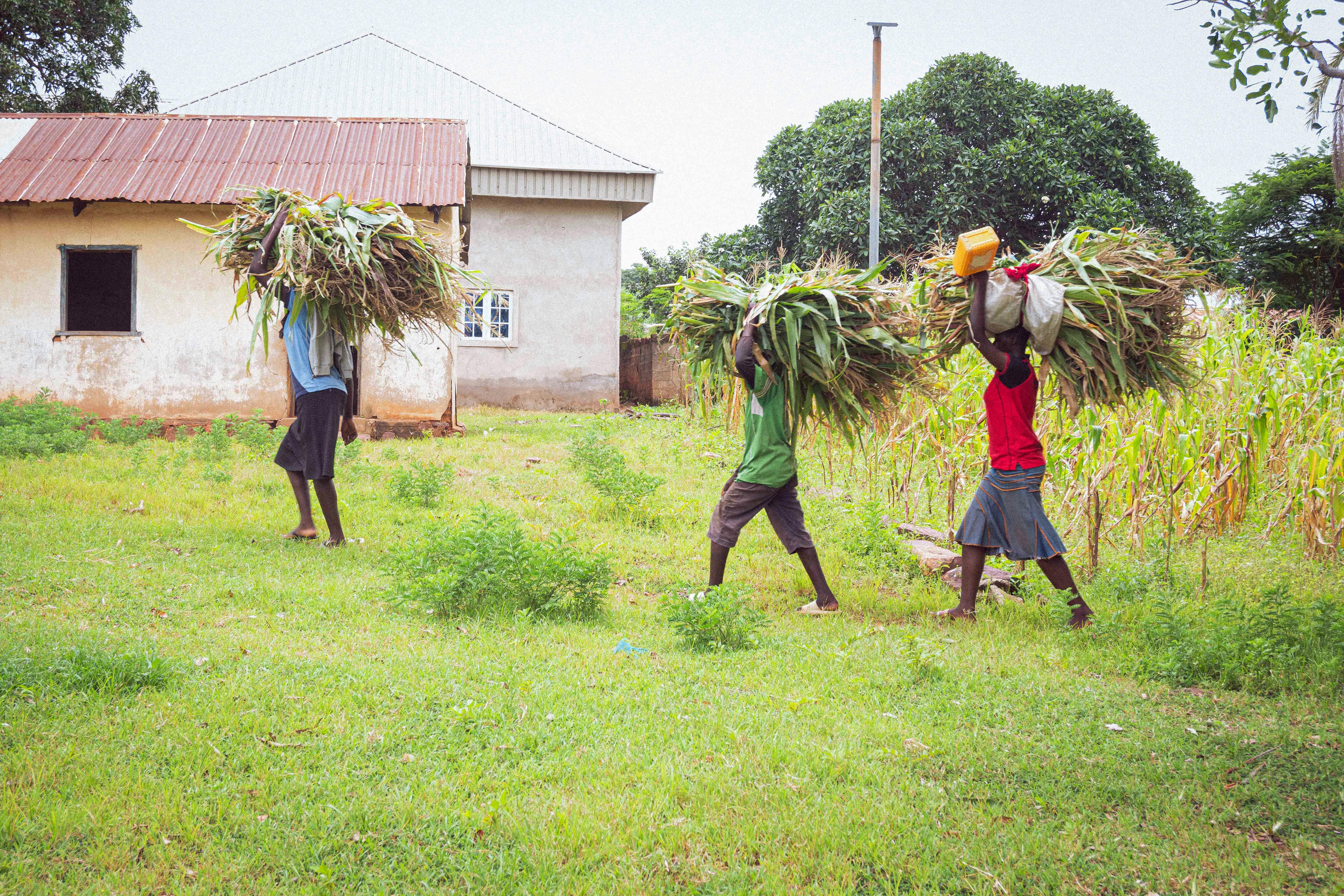 African Corn Village Photos, Download The BEST Free African Corn ...