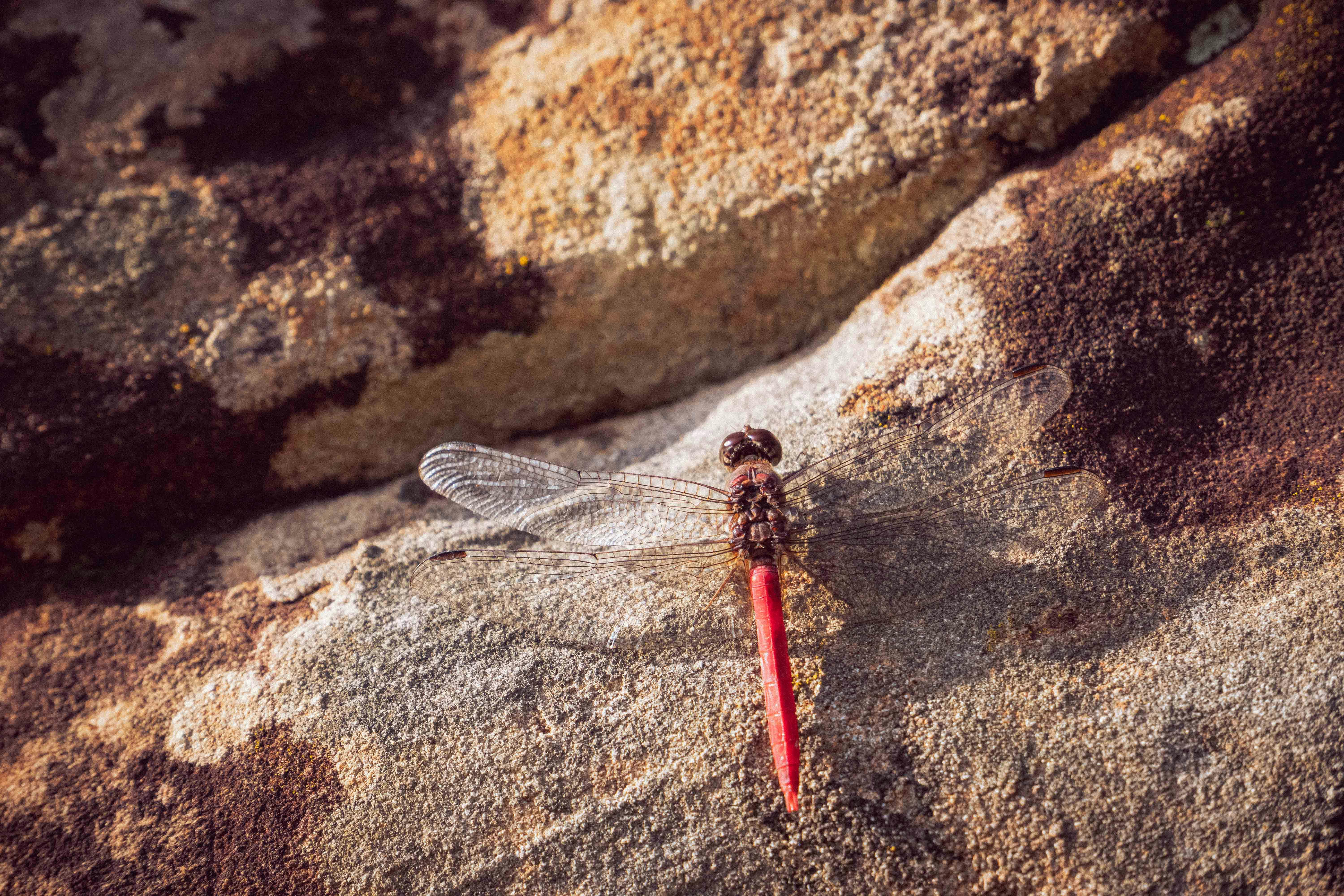 Desert Insect Photos, Download The BEST Free Desert Insect Stock Photos ...