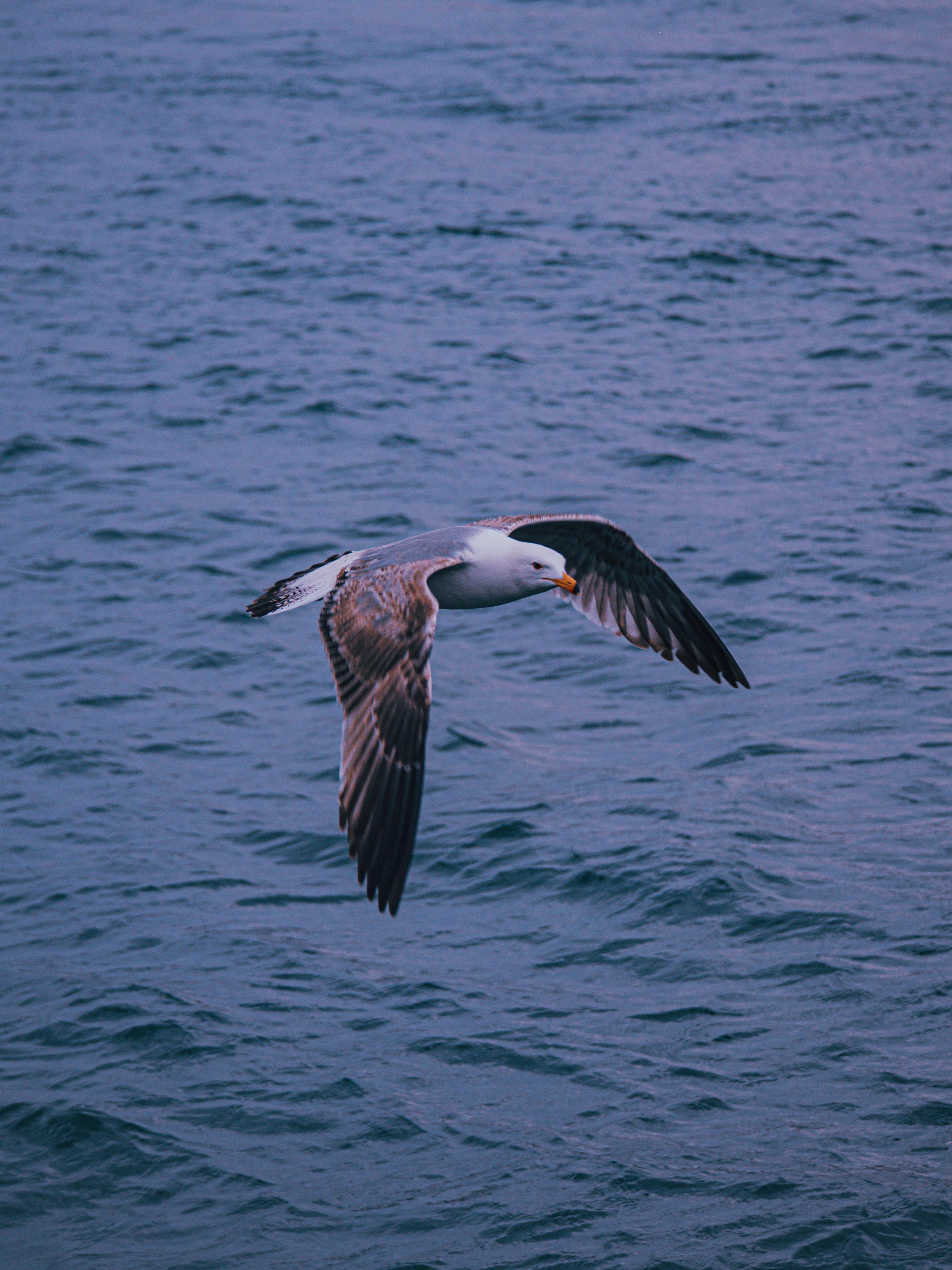 Flying Dinosaurs Photos, Download The BEST Free Flying Dinosaurs Stock ...