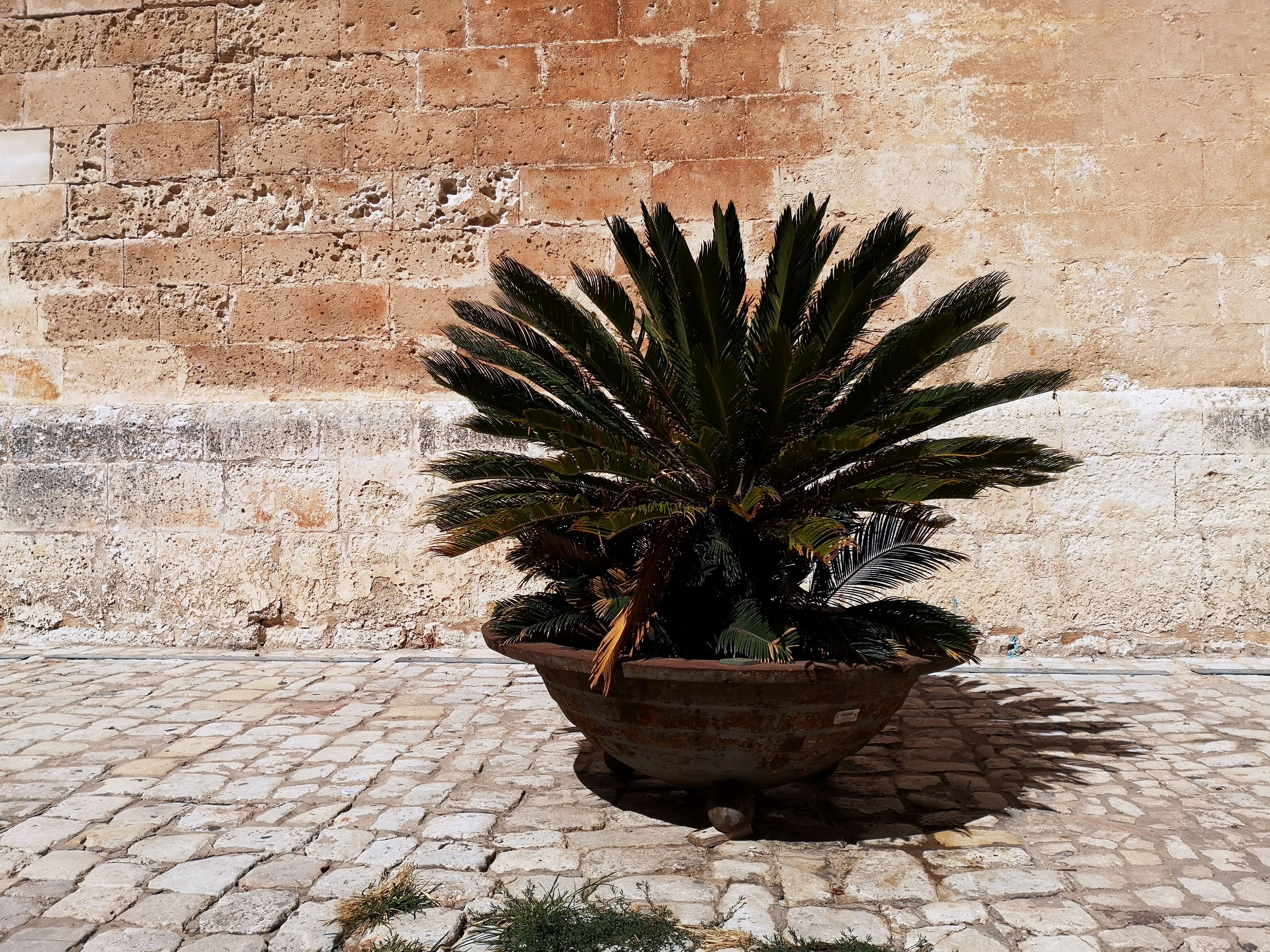 Vase with Plant on Pavement · Free Stock Photo