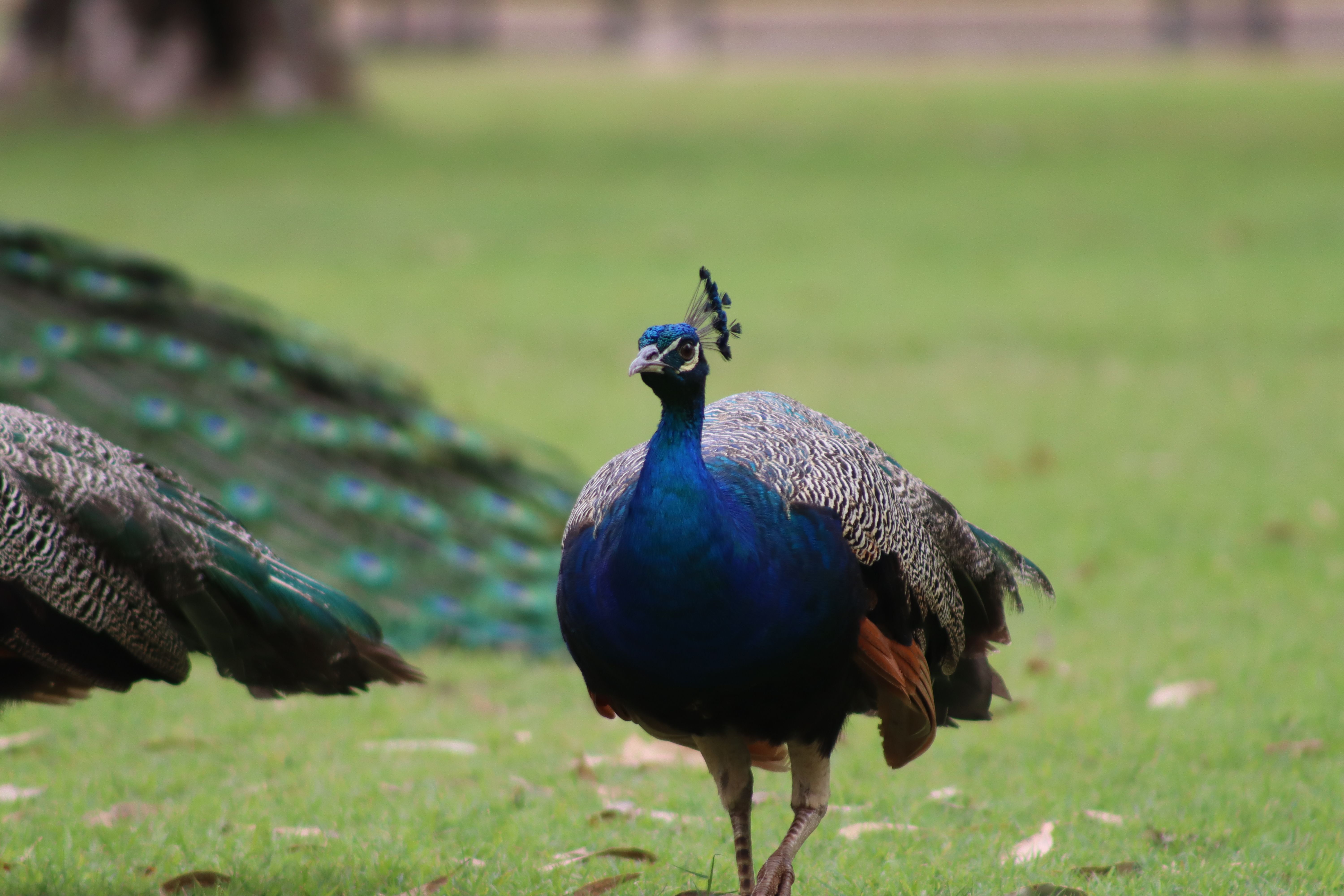 Feeing Animal Photos, Download The BEST Free Feeing Animal Stock Photos ...