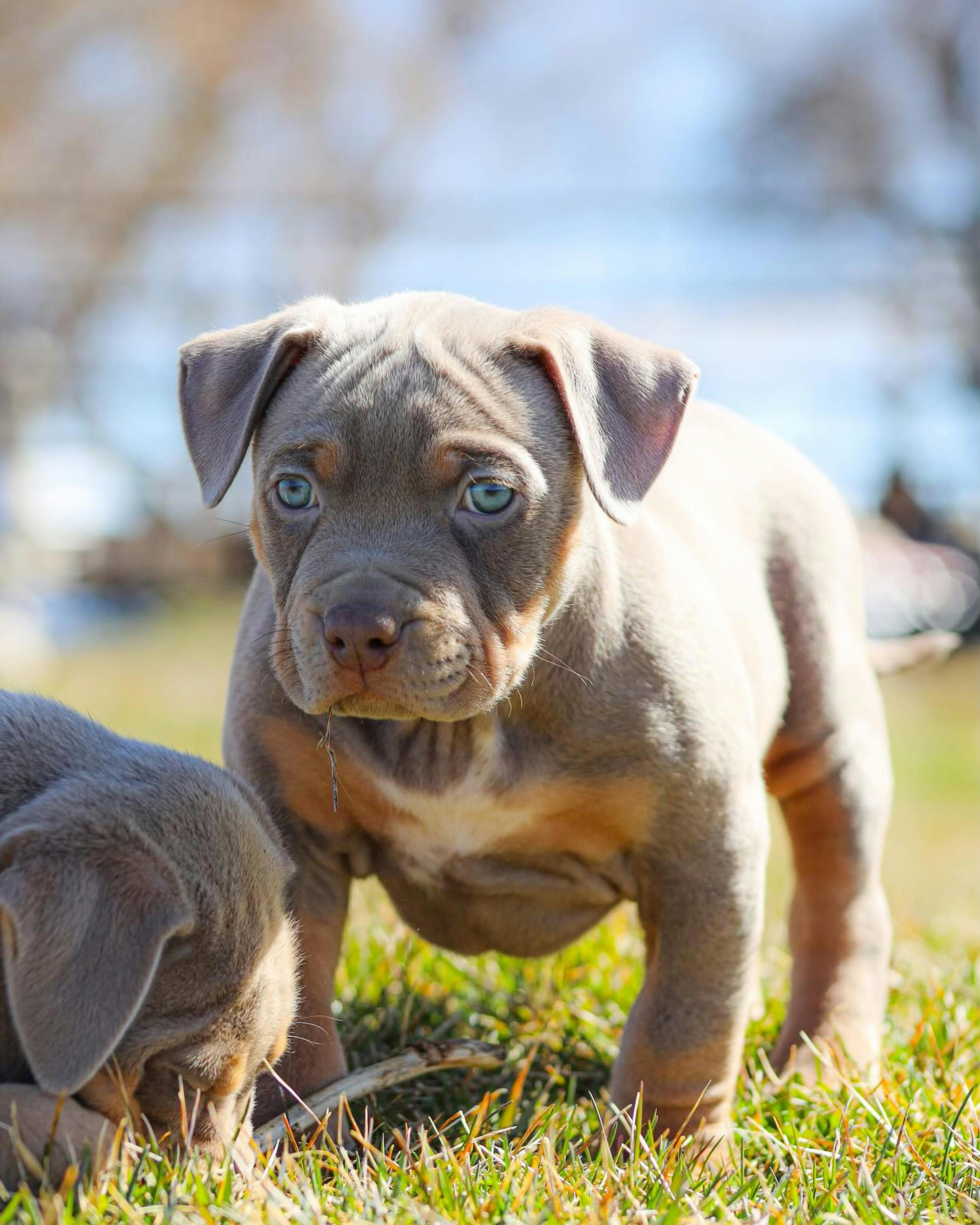 American Bully Puppy Photos, Download The BEST Free American Bully ...