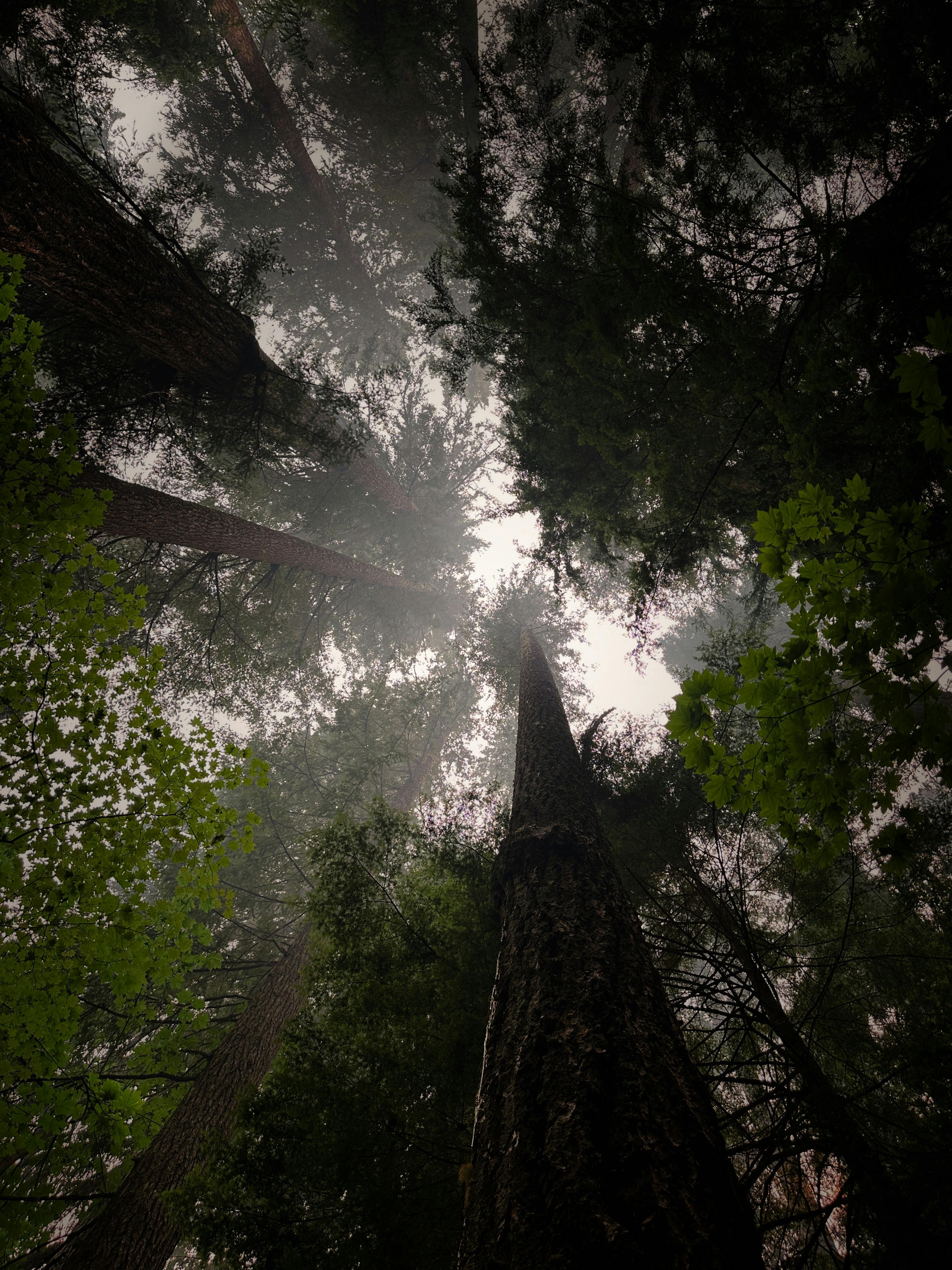 Tall Trees in Evergreen Forest · Free Stock Photo