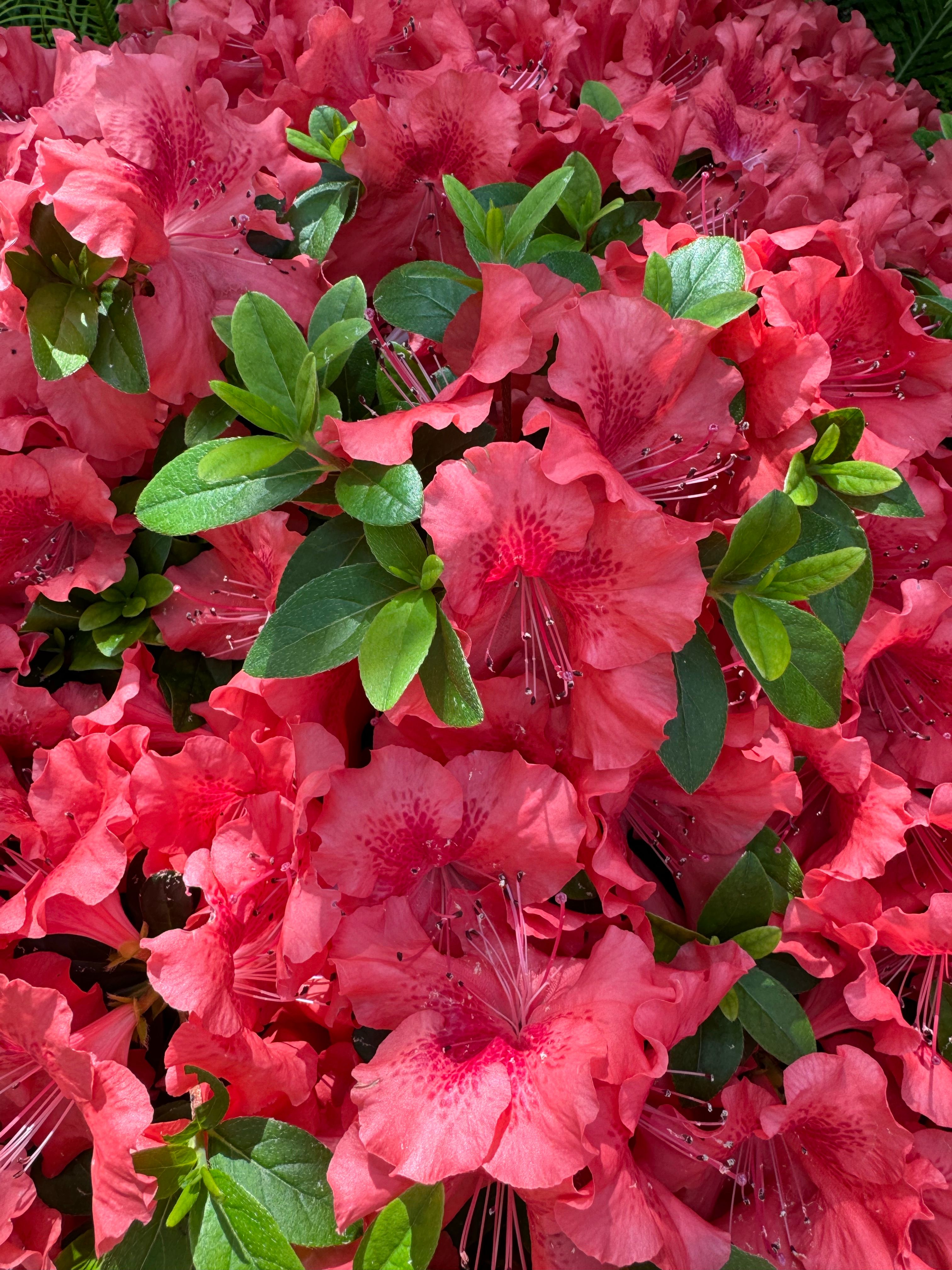Foto de stock gratuita sobre al aire libre, arbusto floreciente, azalea ...