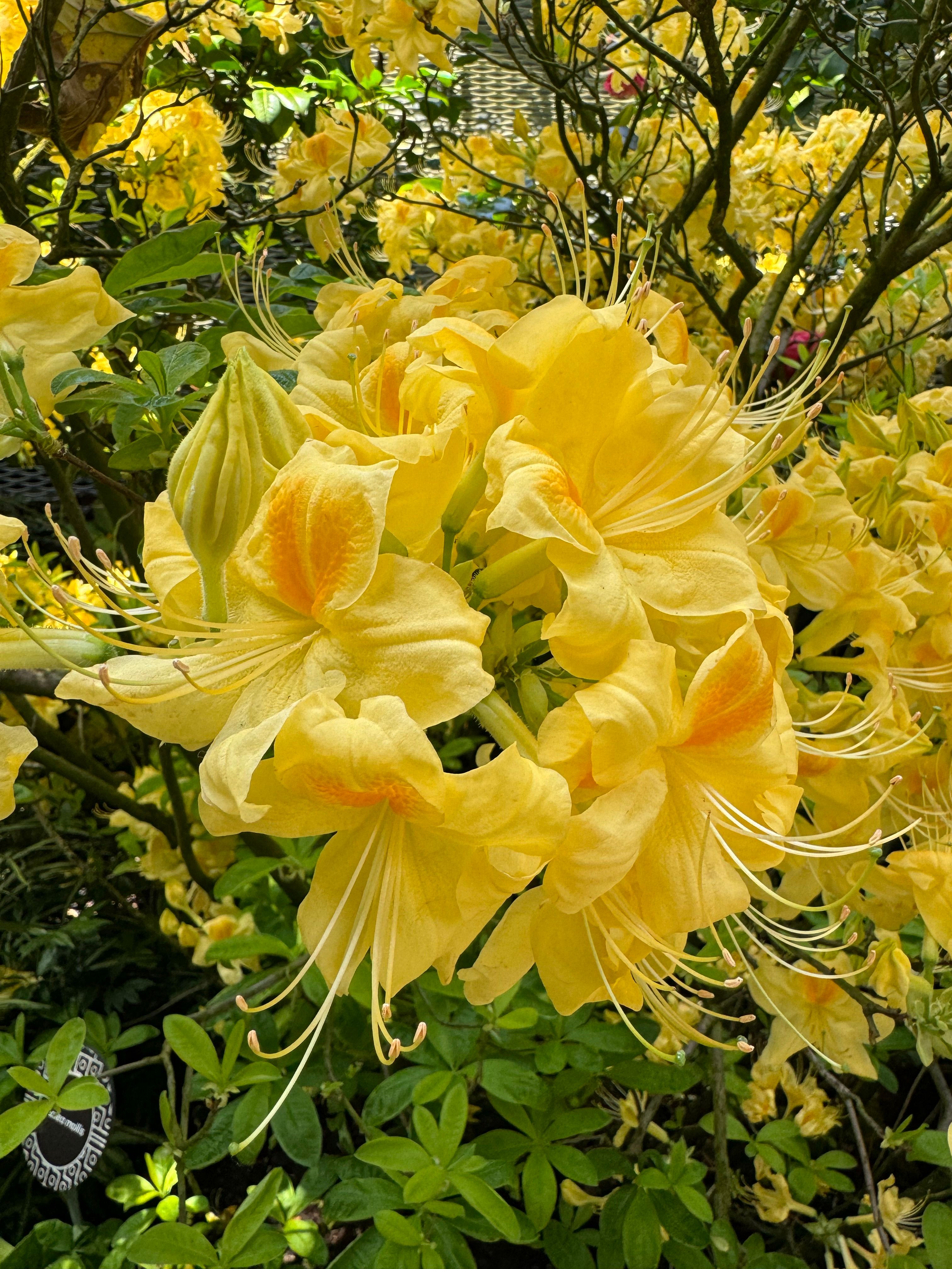 Yellow Azalea Flowers · Free Stock Photo