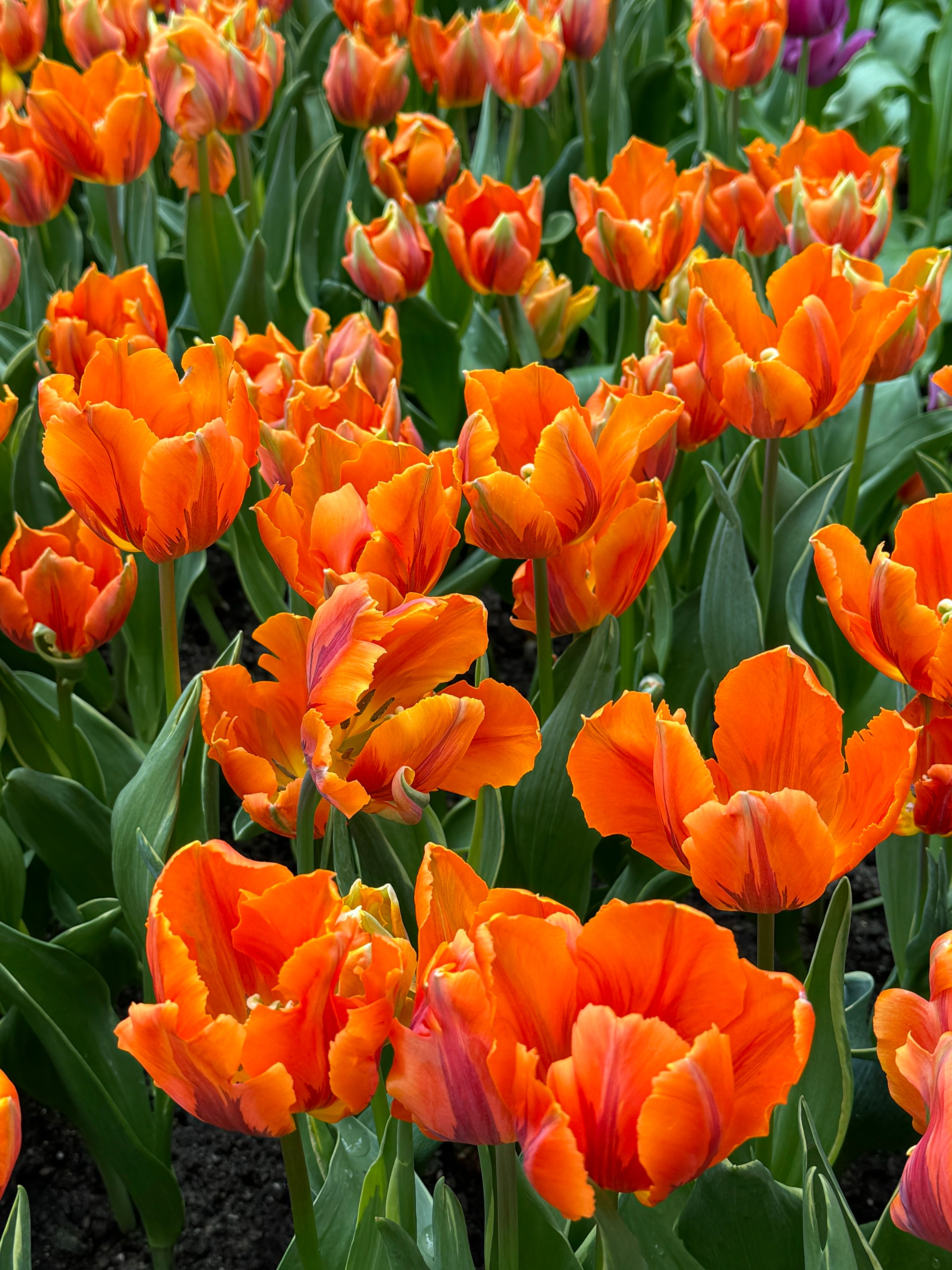Flower Bed of Orange Parrot Tulips · Free Stock Photo