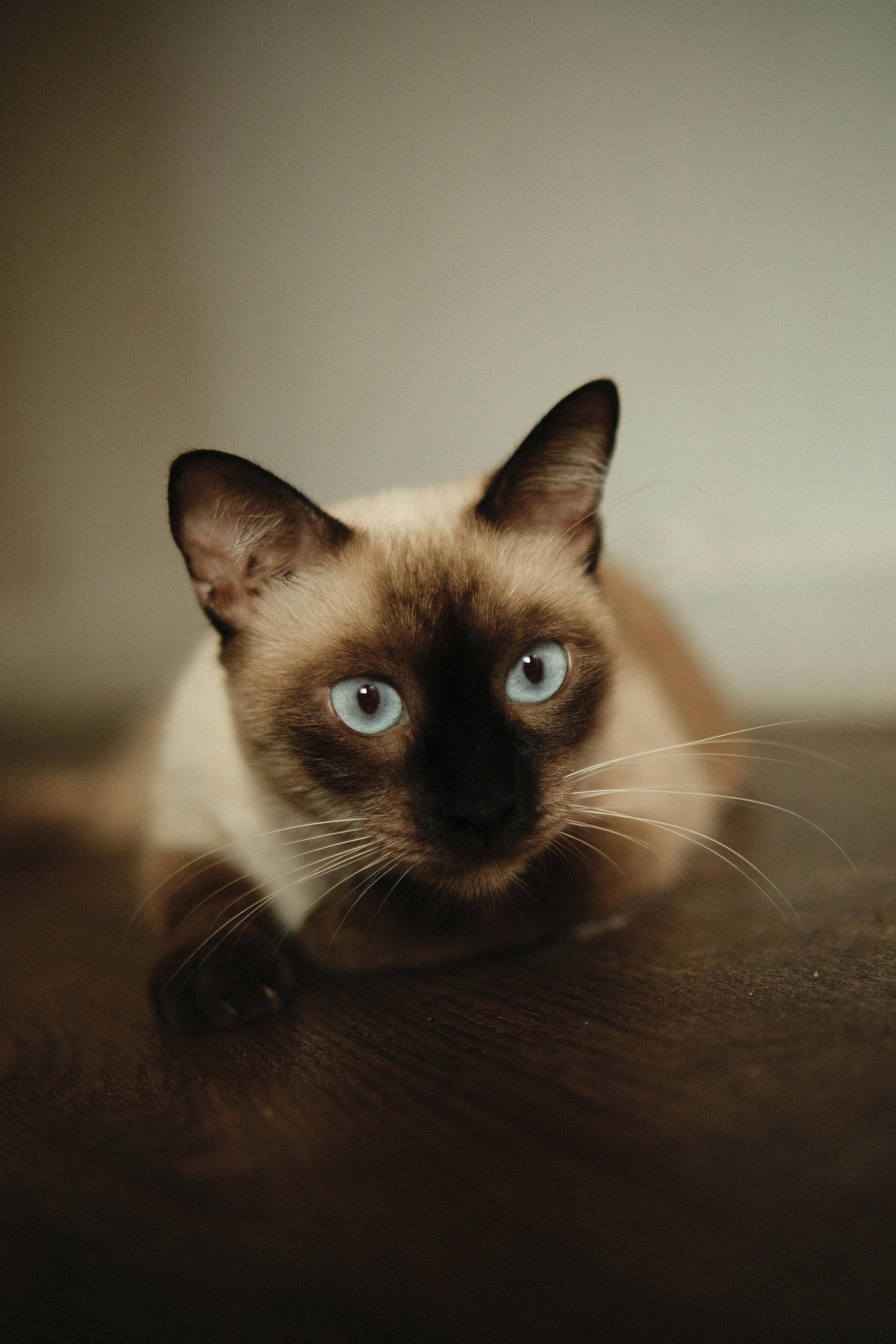 Siamese Cat Photos, Download The BEST Free Siamese Cat Stock Photos ...