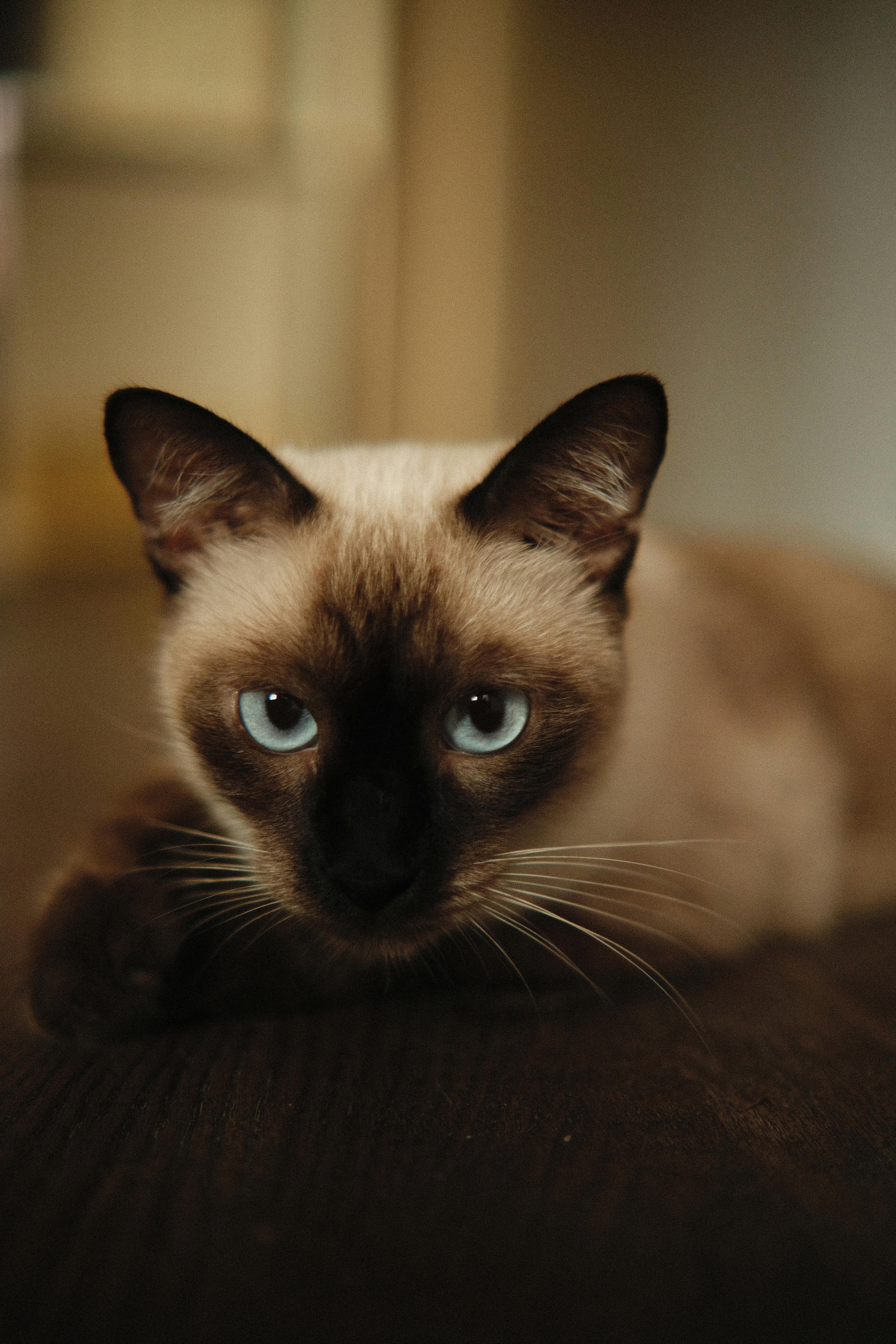Close-Up Photo of Downy Cat · Free Stock Photo