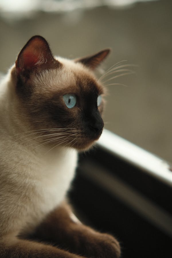 Siamese Cat Photos, Download The BEST Free Siamese Cat Stock Photos ...