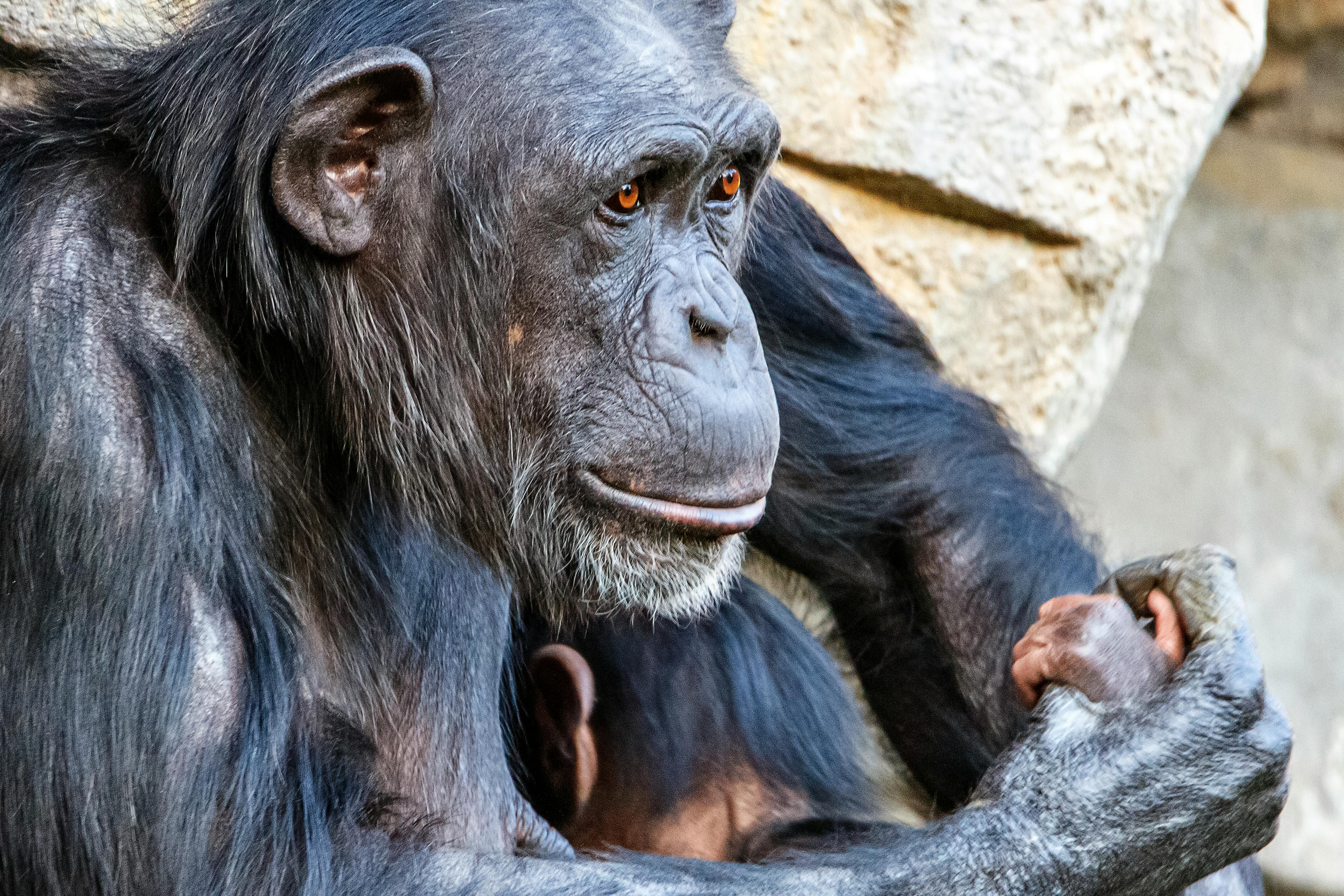 Close-up of Monkey · Free Stock Photo