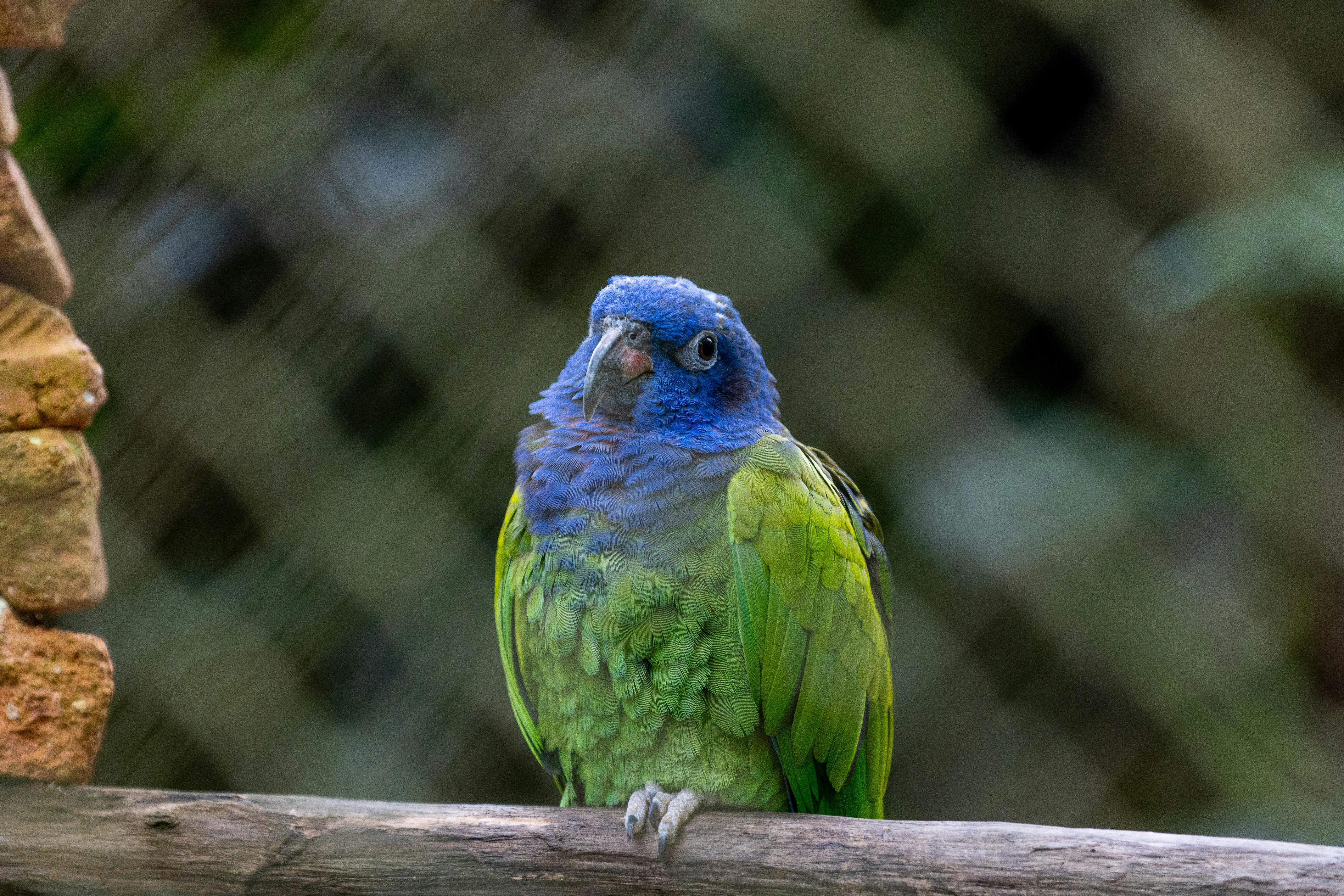 Blue-headed Parrot in Cage · Free Stock Photo