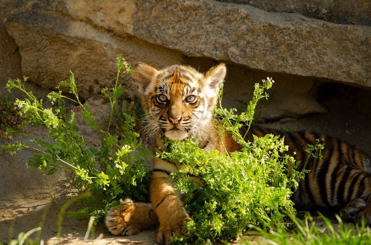 Baby Tiger Photos, Download The BEST Free Baby Tiger Stock Photos & HD ...