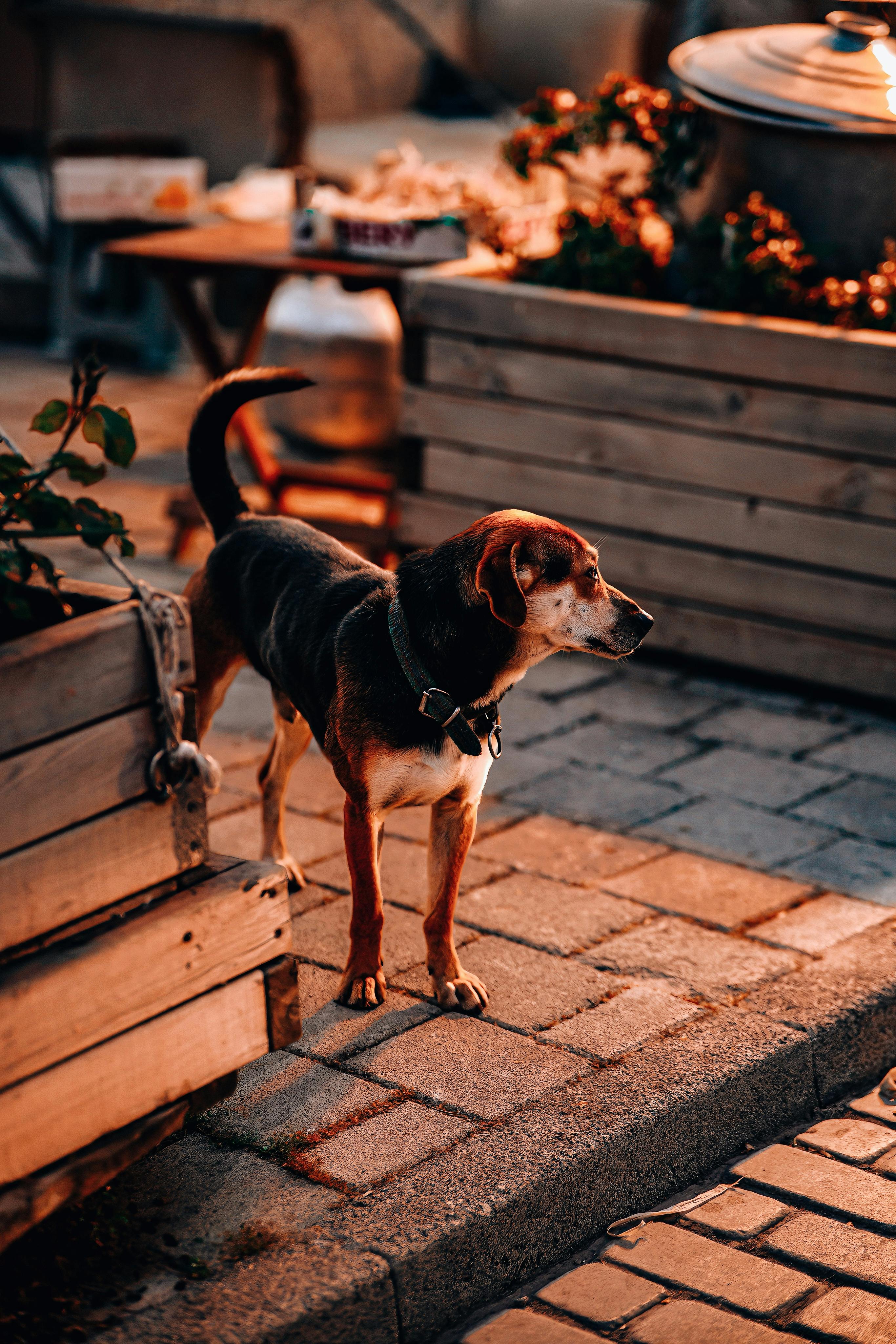 Dog on Pavement · Free Stock Photo