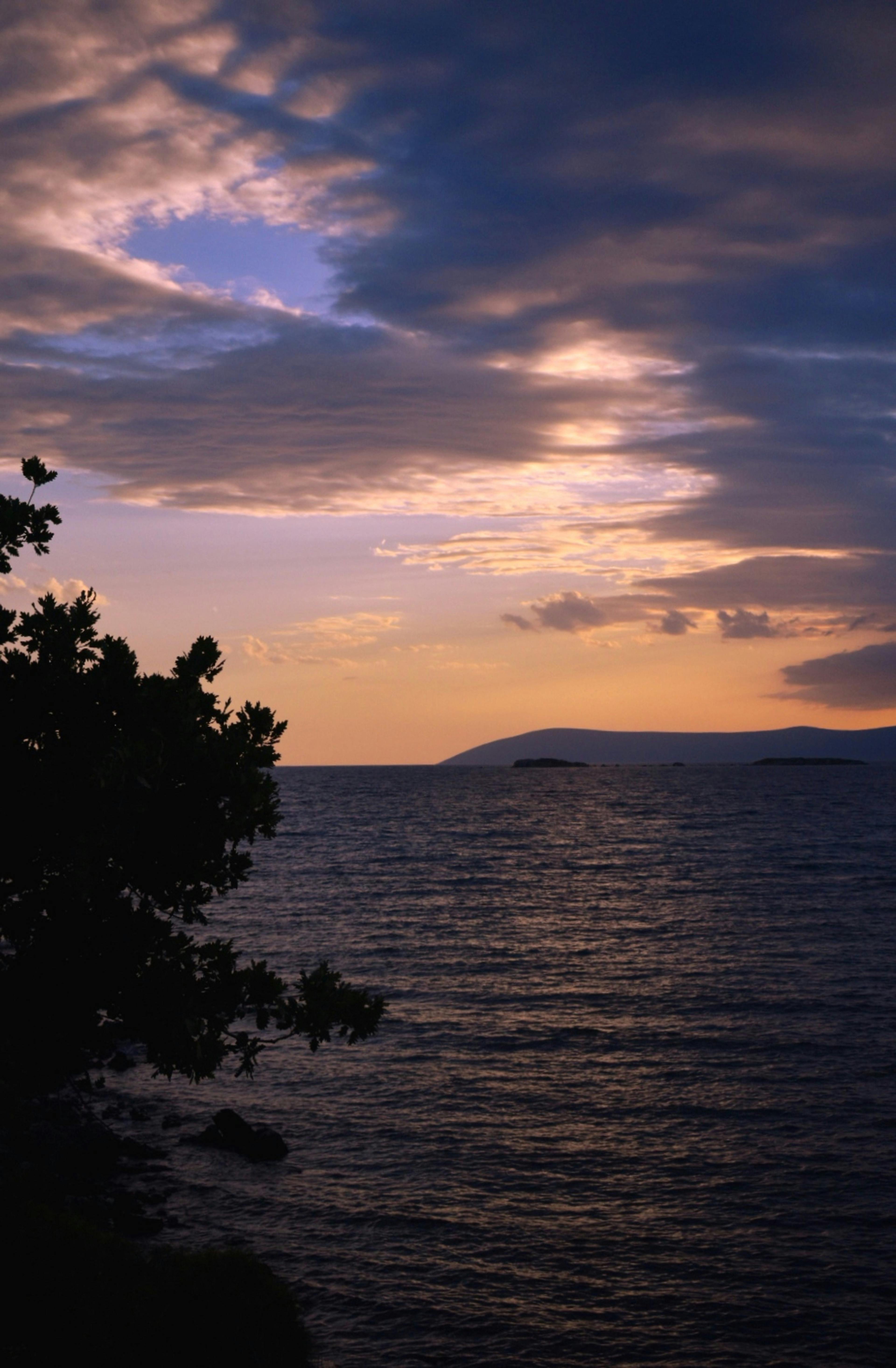 Tree on Sea Shore at Sunset · Free Stock Photo