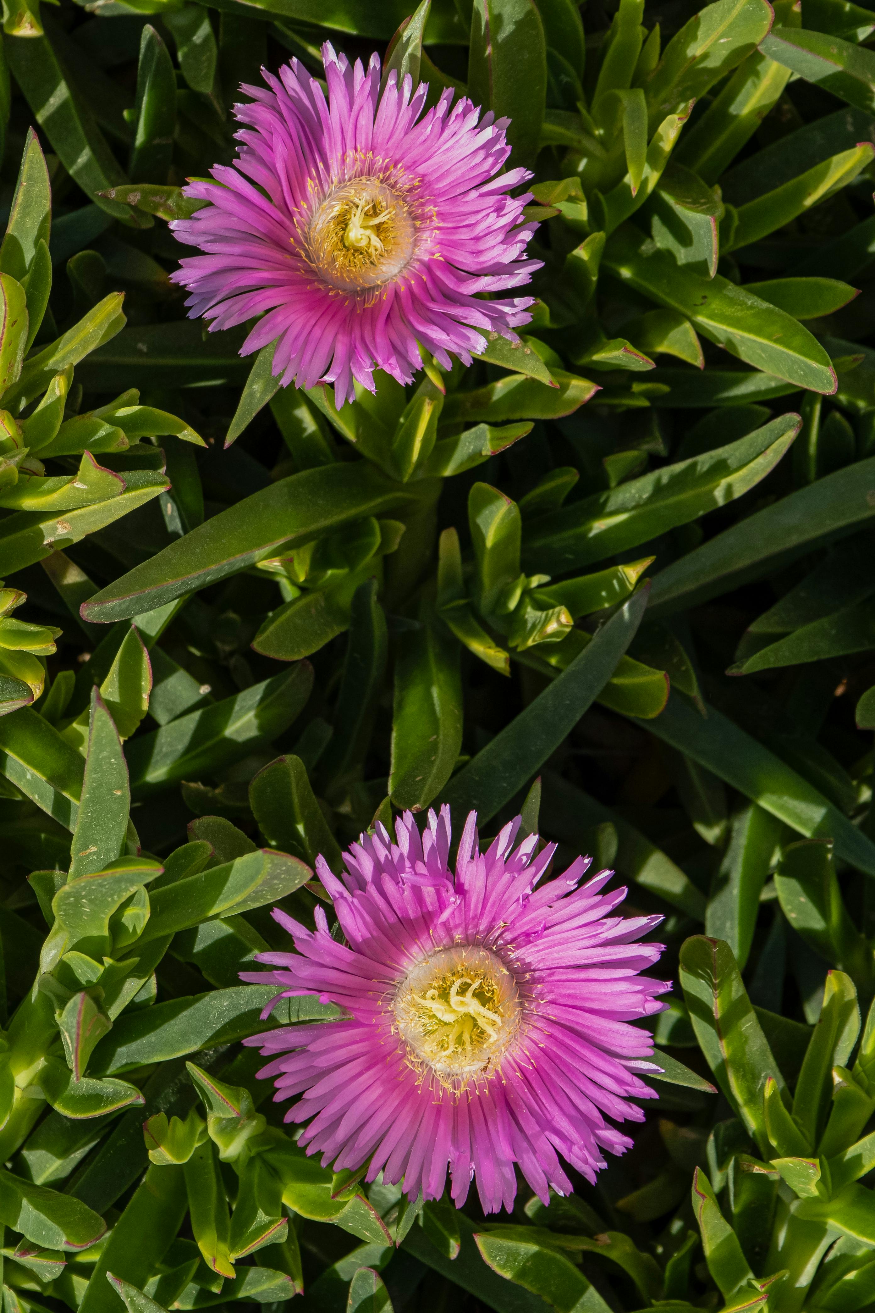 Pink Hottentot-fig Flowers · Free Stock Photo