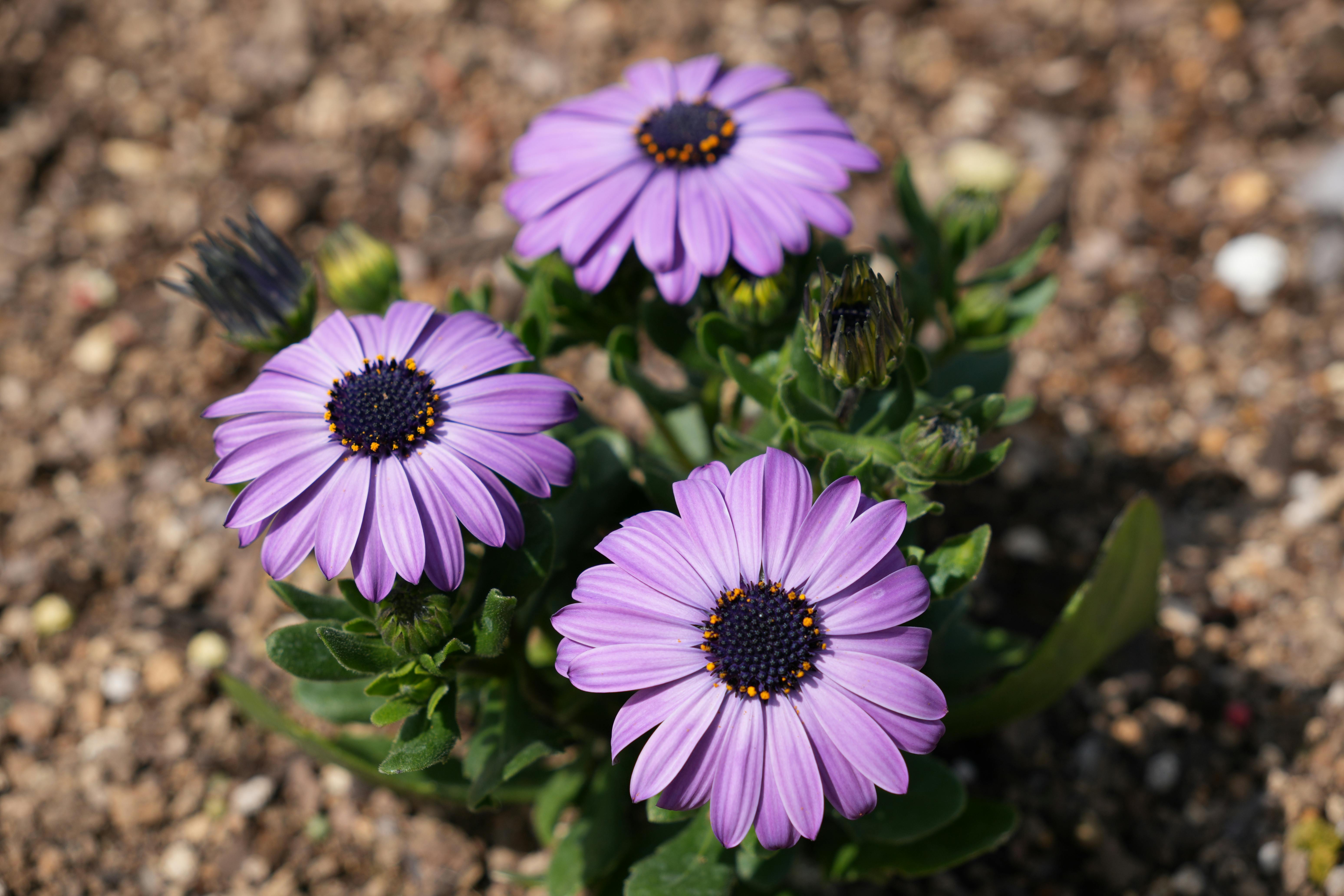 Purple Petaled Floewr · Free Stock Photo
